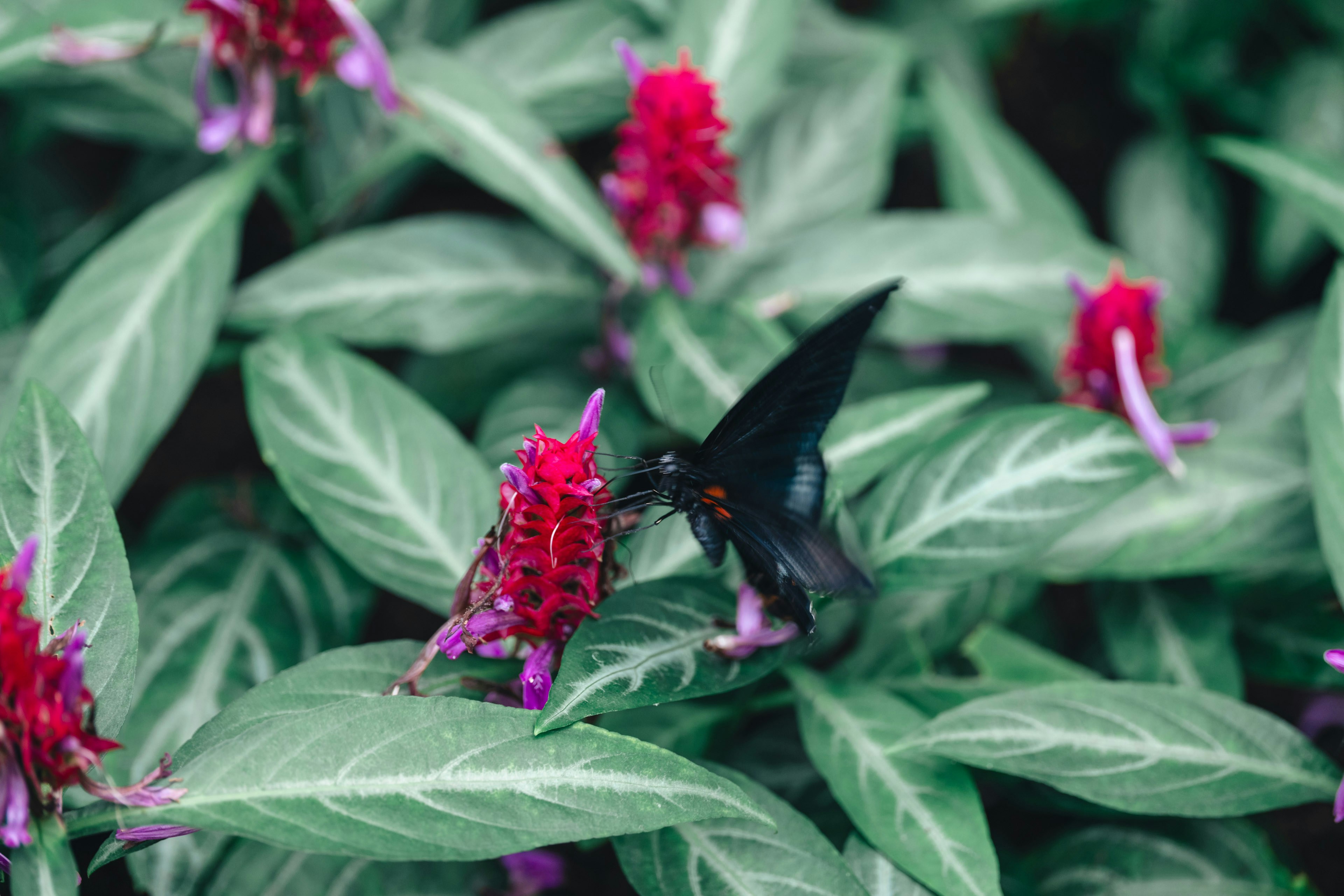 Midnight Flight: A Black Swallowtail Dances Among Crimson Buds