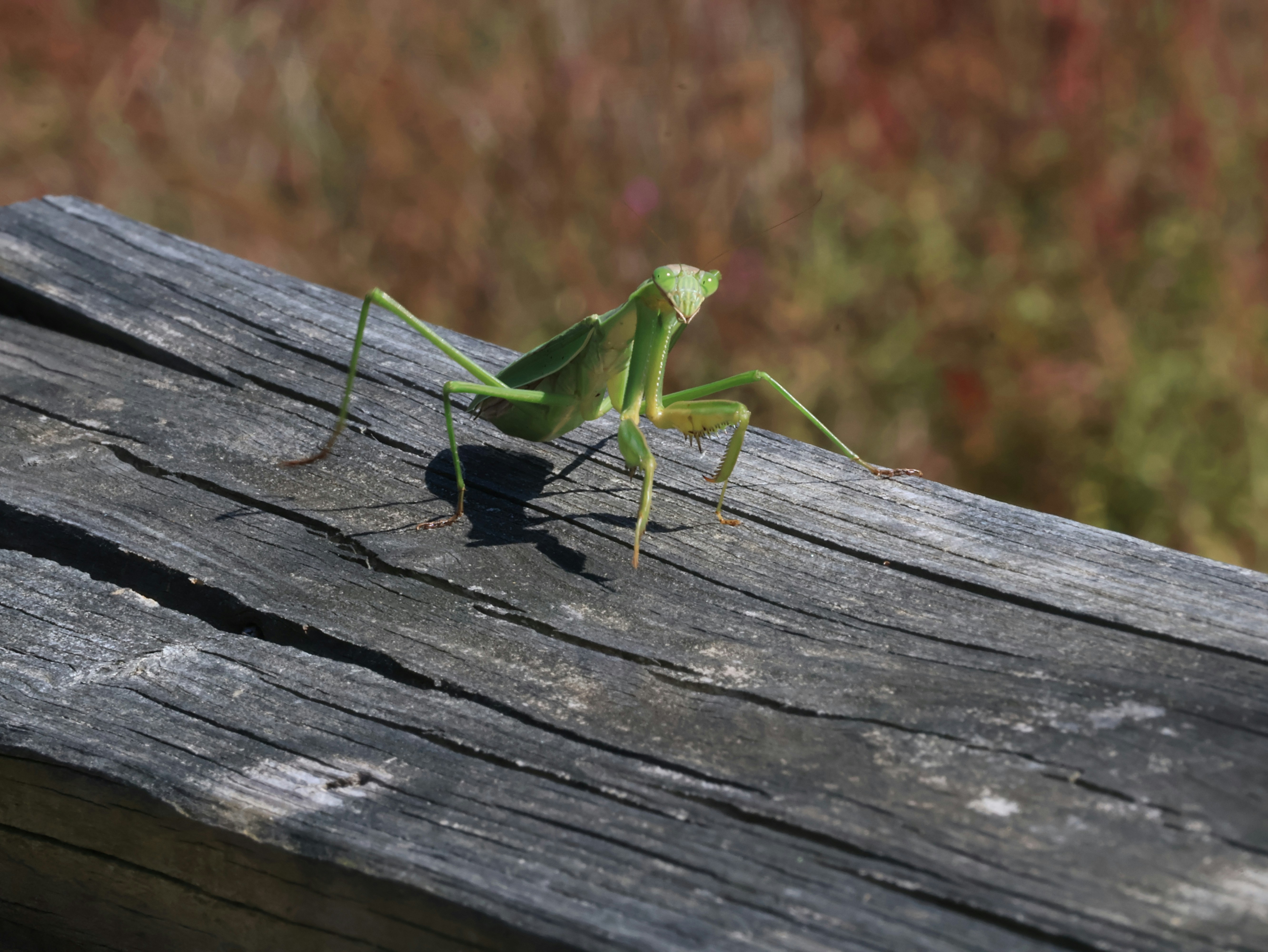 Green Praying Mantis on Weathered Wood Bench