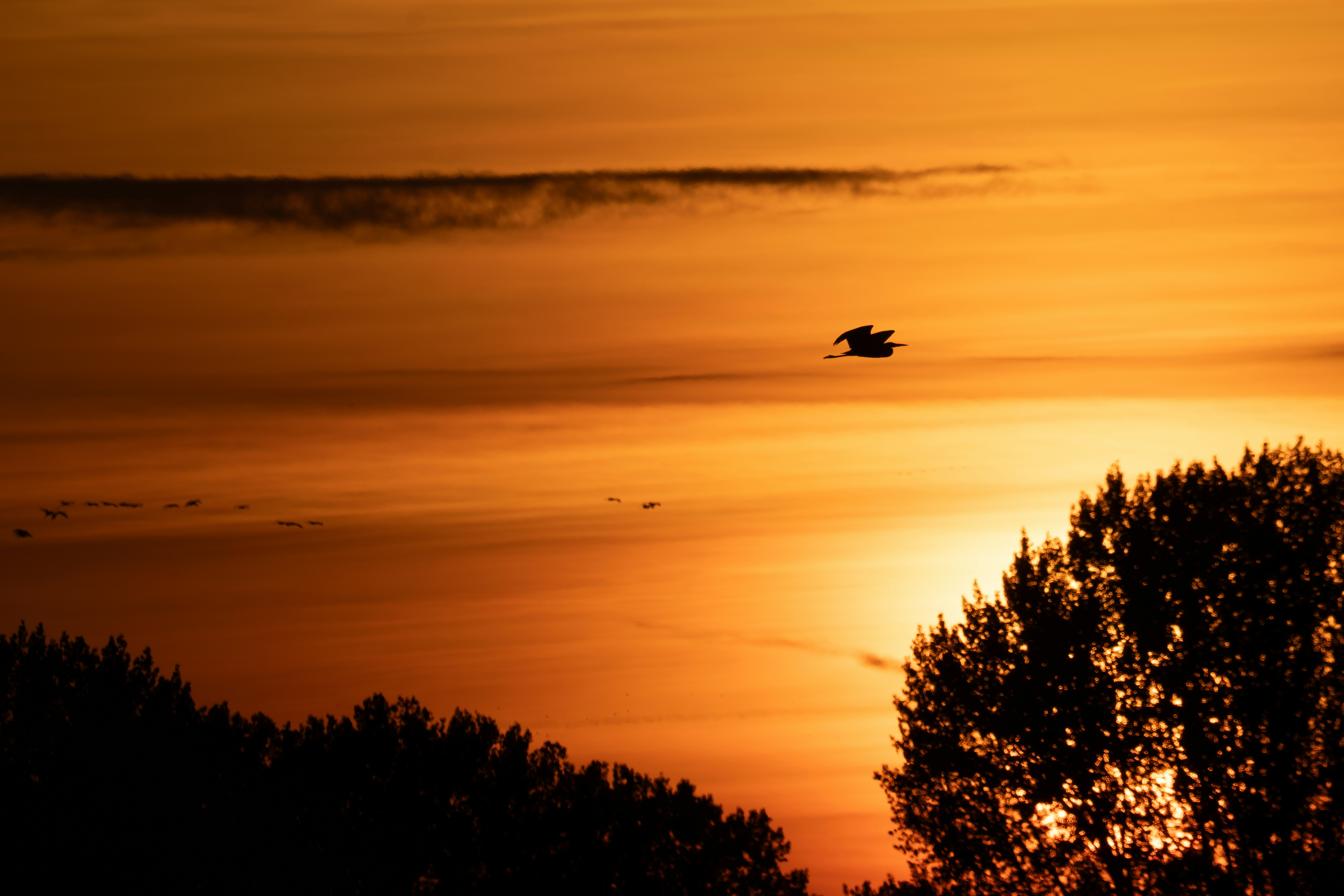 Silhouette at Sunset: A Single Bird Across a Tar-Orange Sky