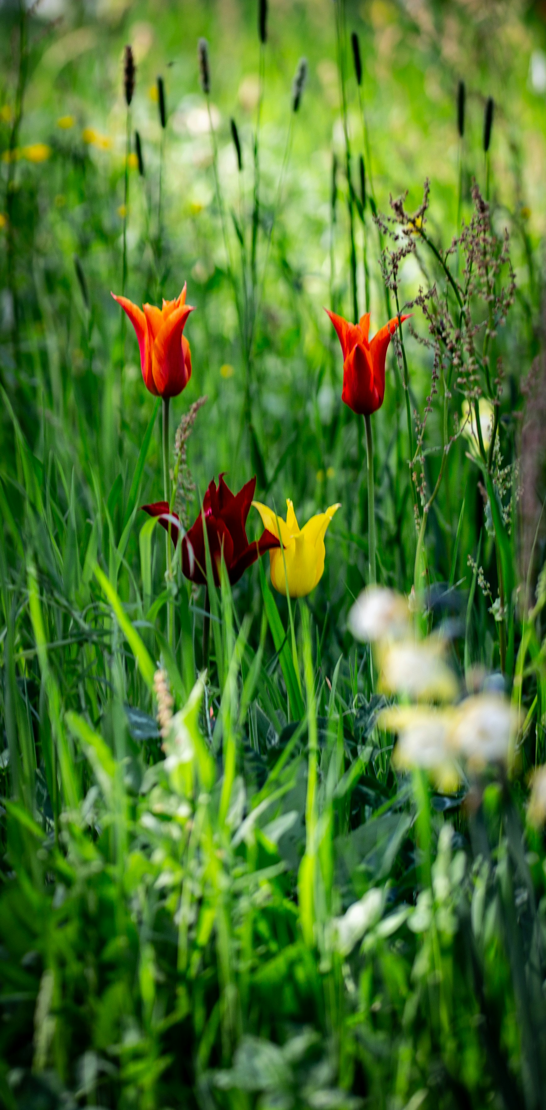 Vivid Tulips Rising Through a Lush Meadow