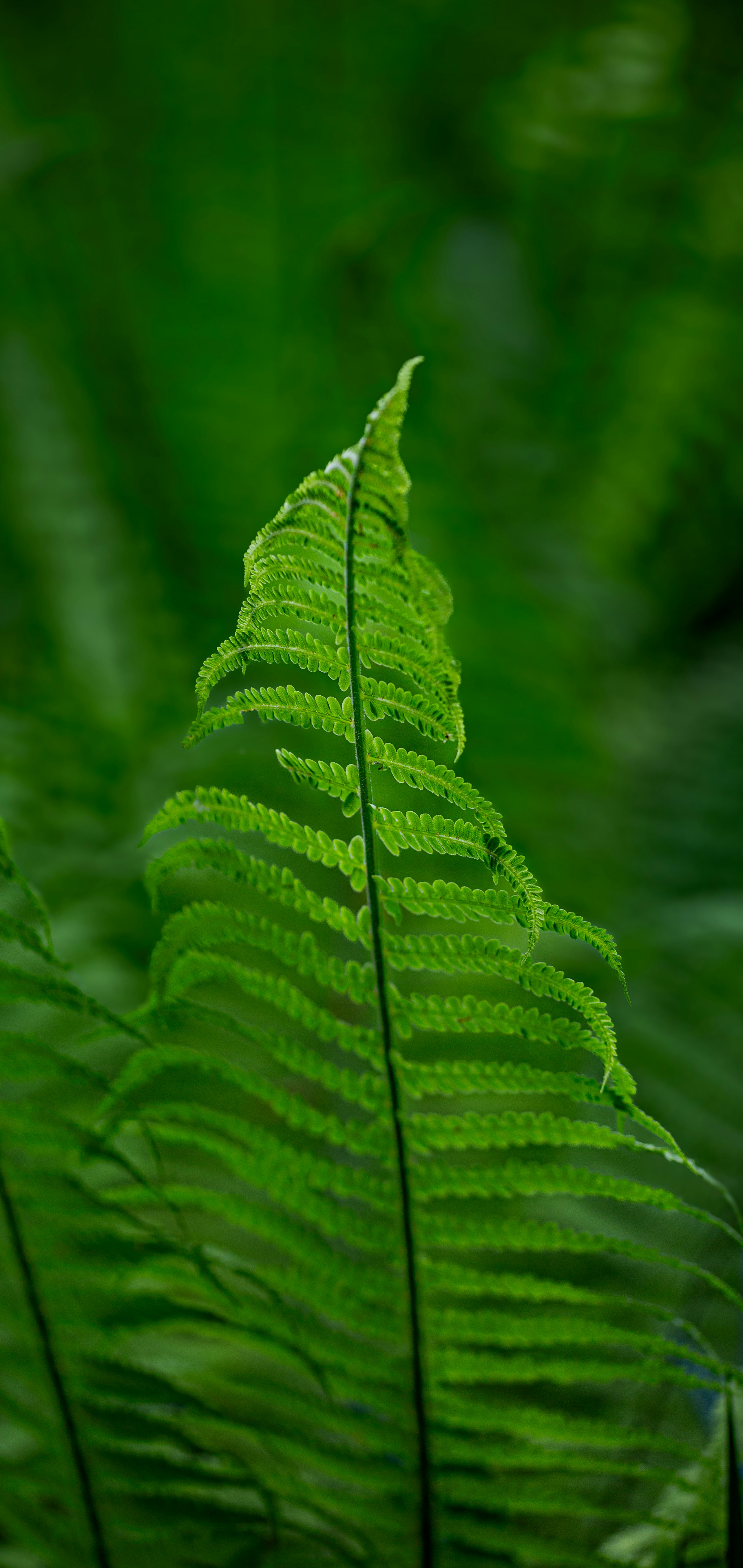 Vivid Fern in Focus: a Lush, Vertical Study of Fronds