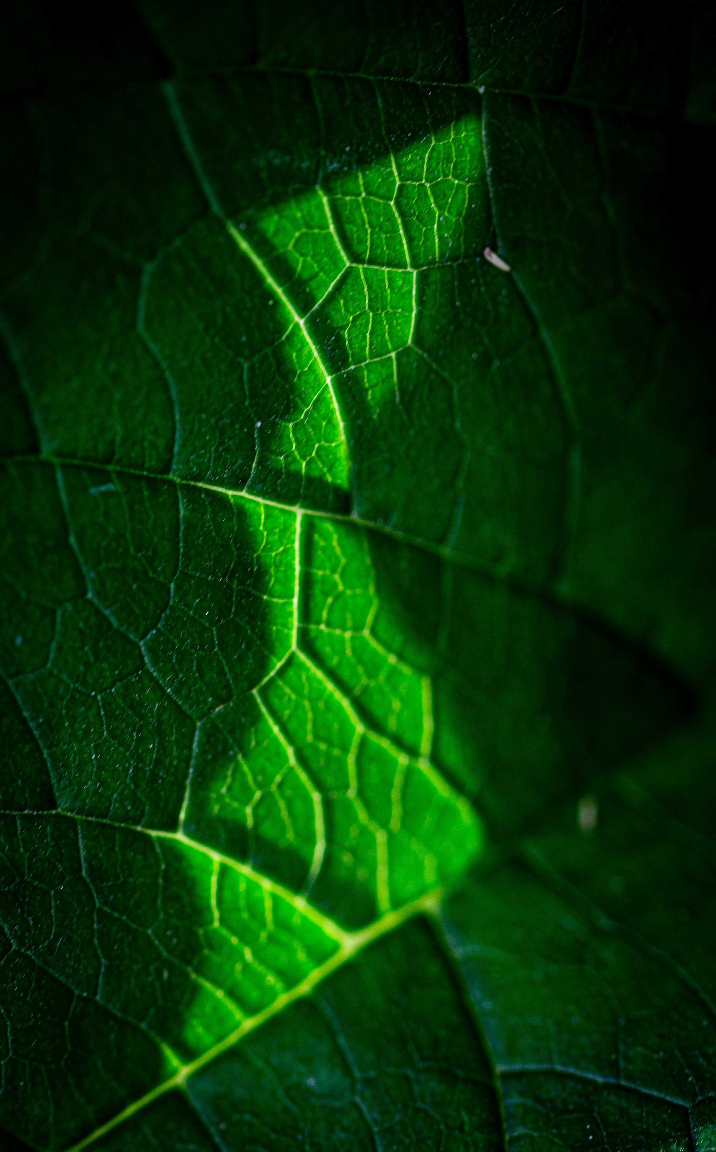 Vein-lit Emerald:close-up of a leaf's radiant mosaic