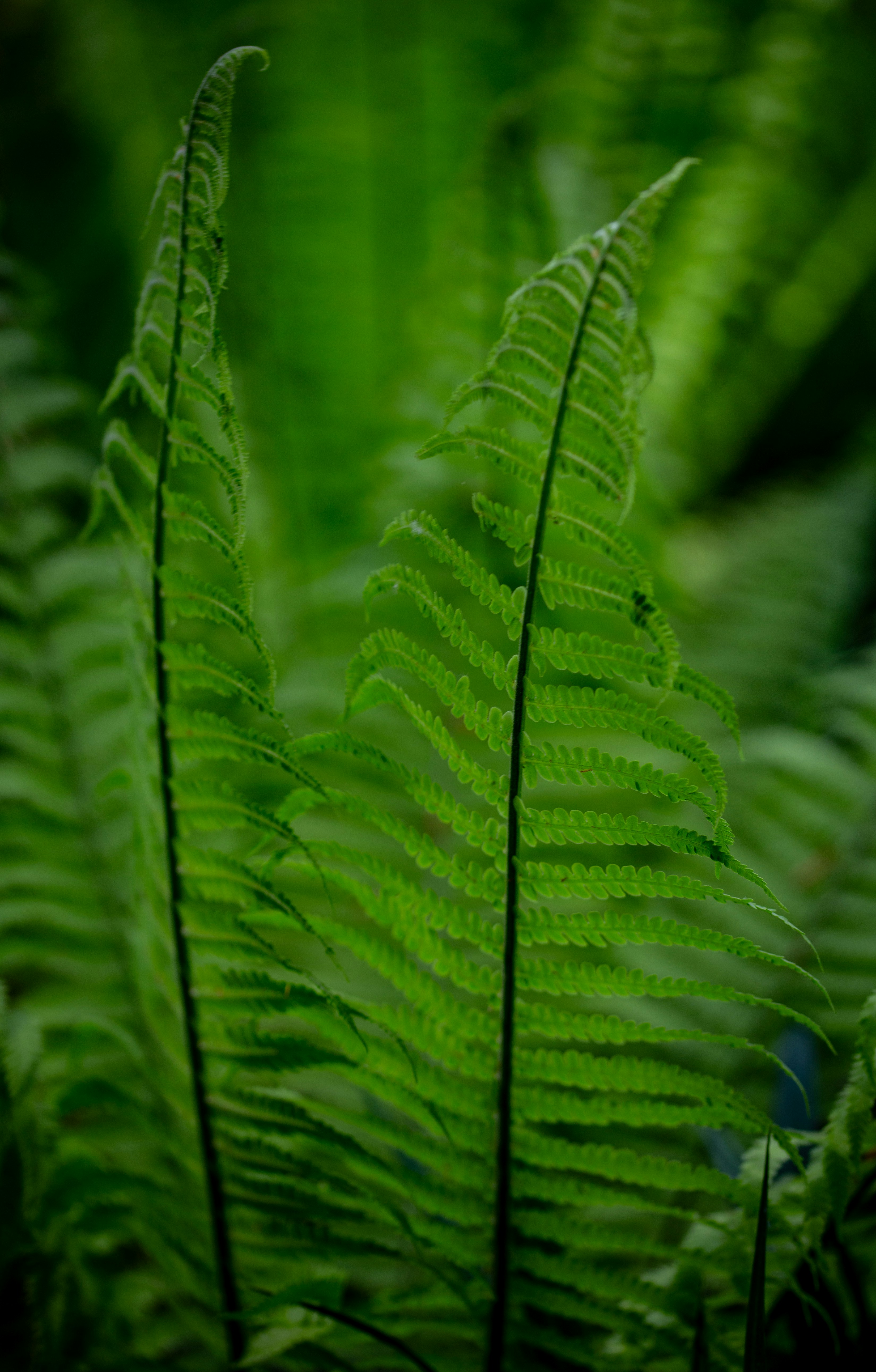 Emerald Ferns in Soft Focus Nuance