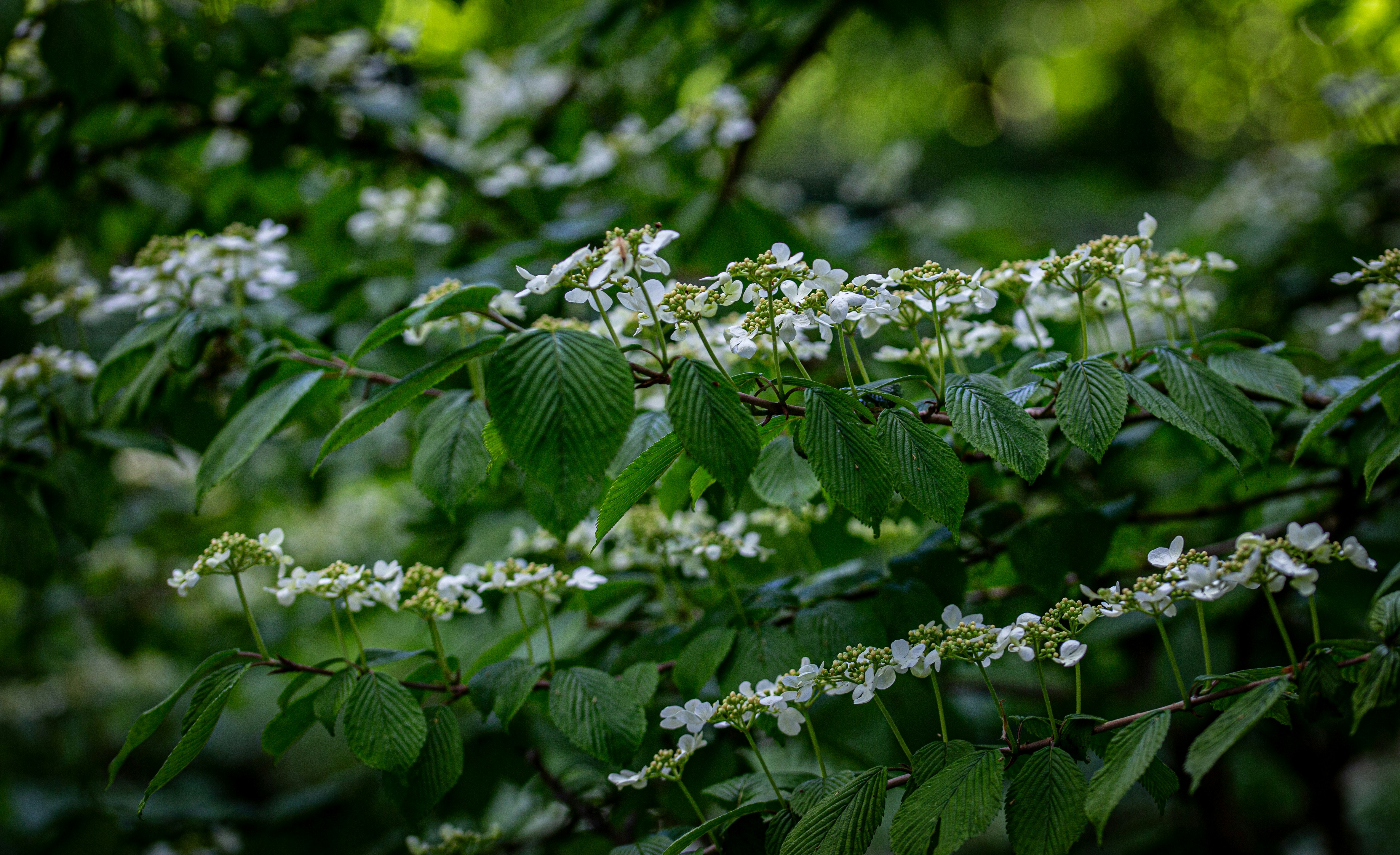 Soft Canopy in Bloom: Delicate White Flowers Framing Green Foliage