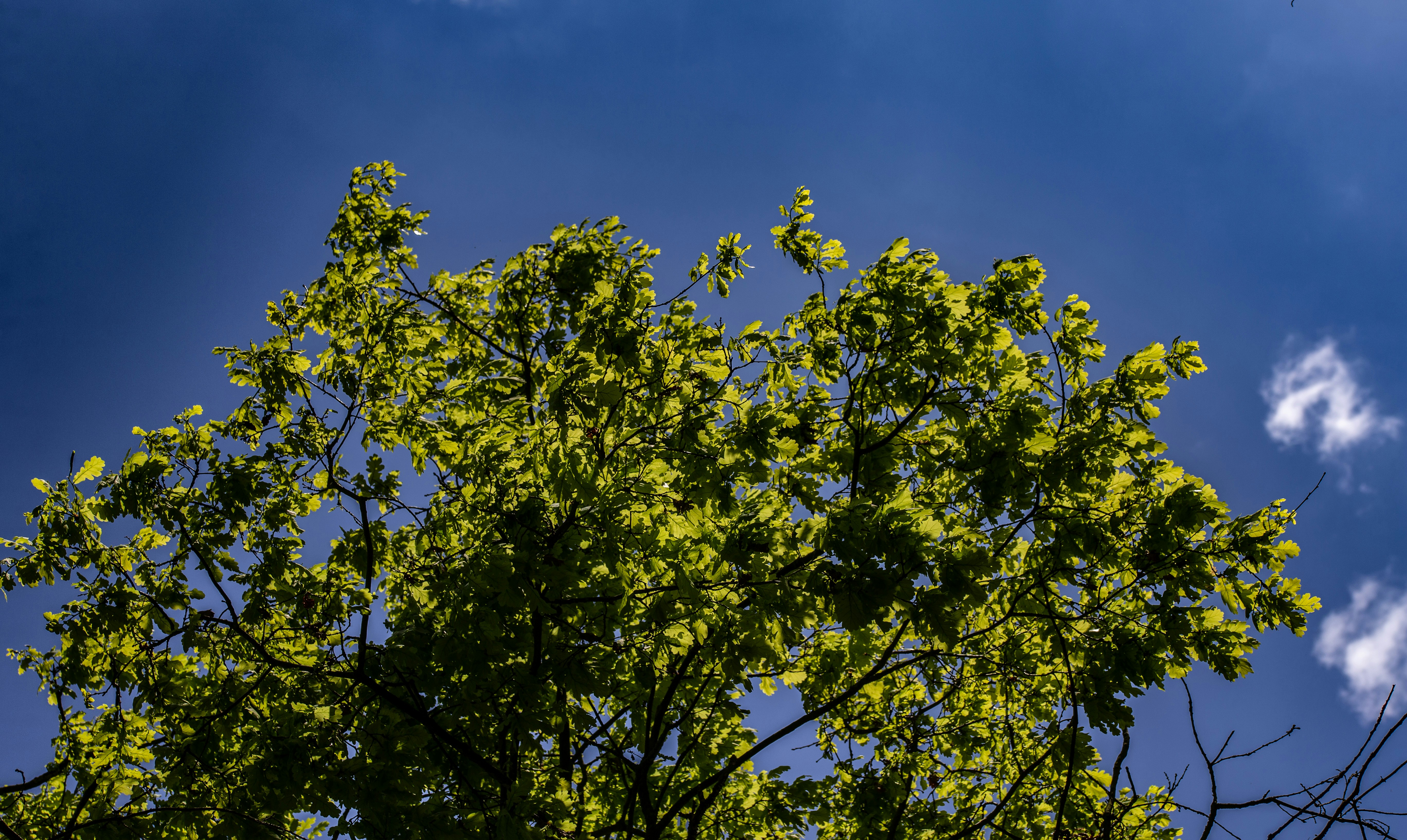 Verdant Crown Under a Clear Sky