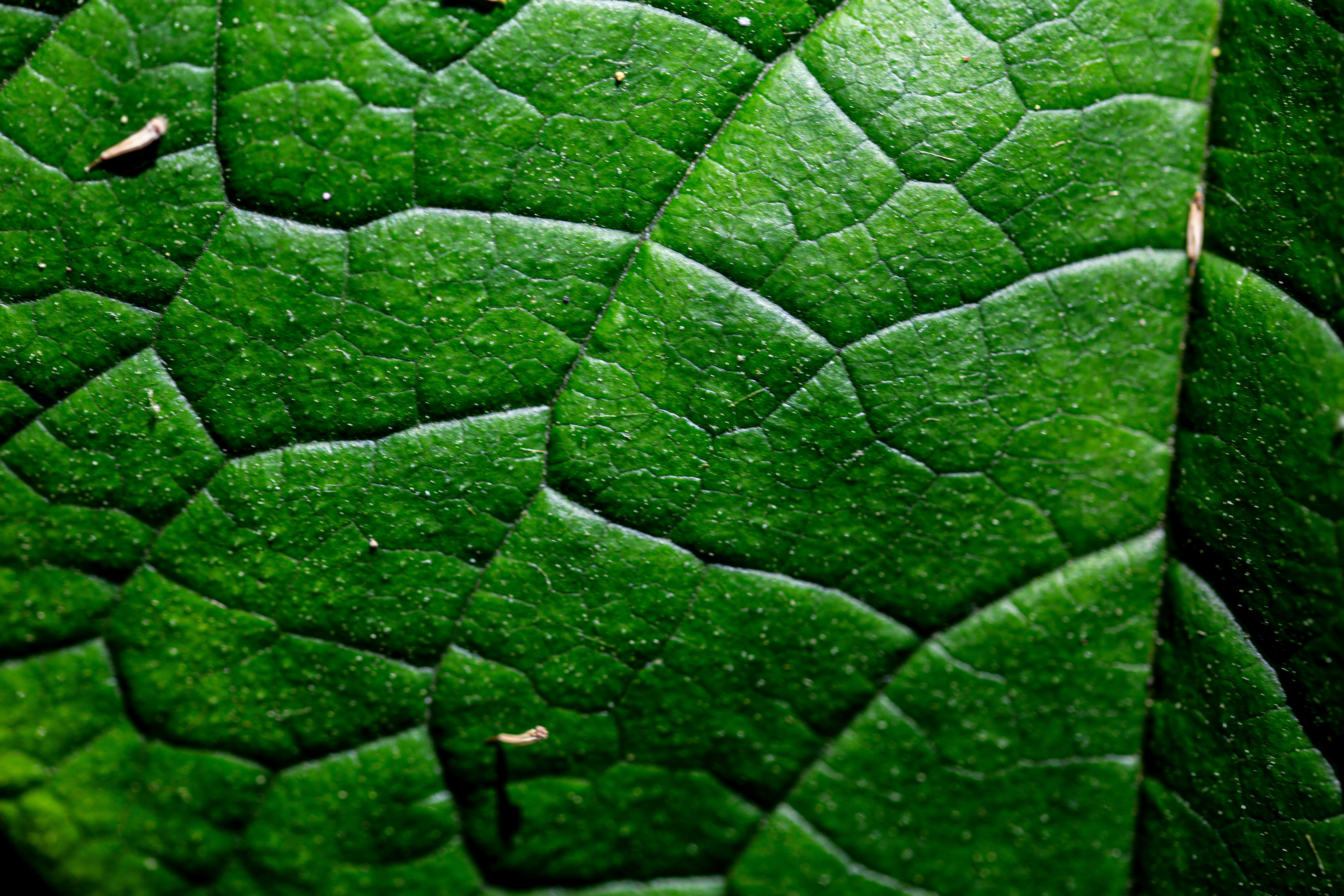 Texture Map: Close-up of a Veined Green Leaf