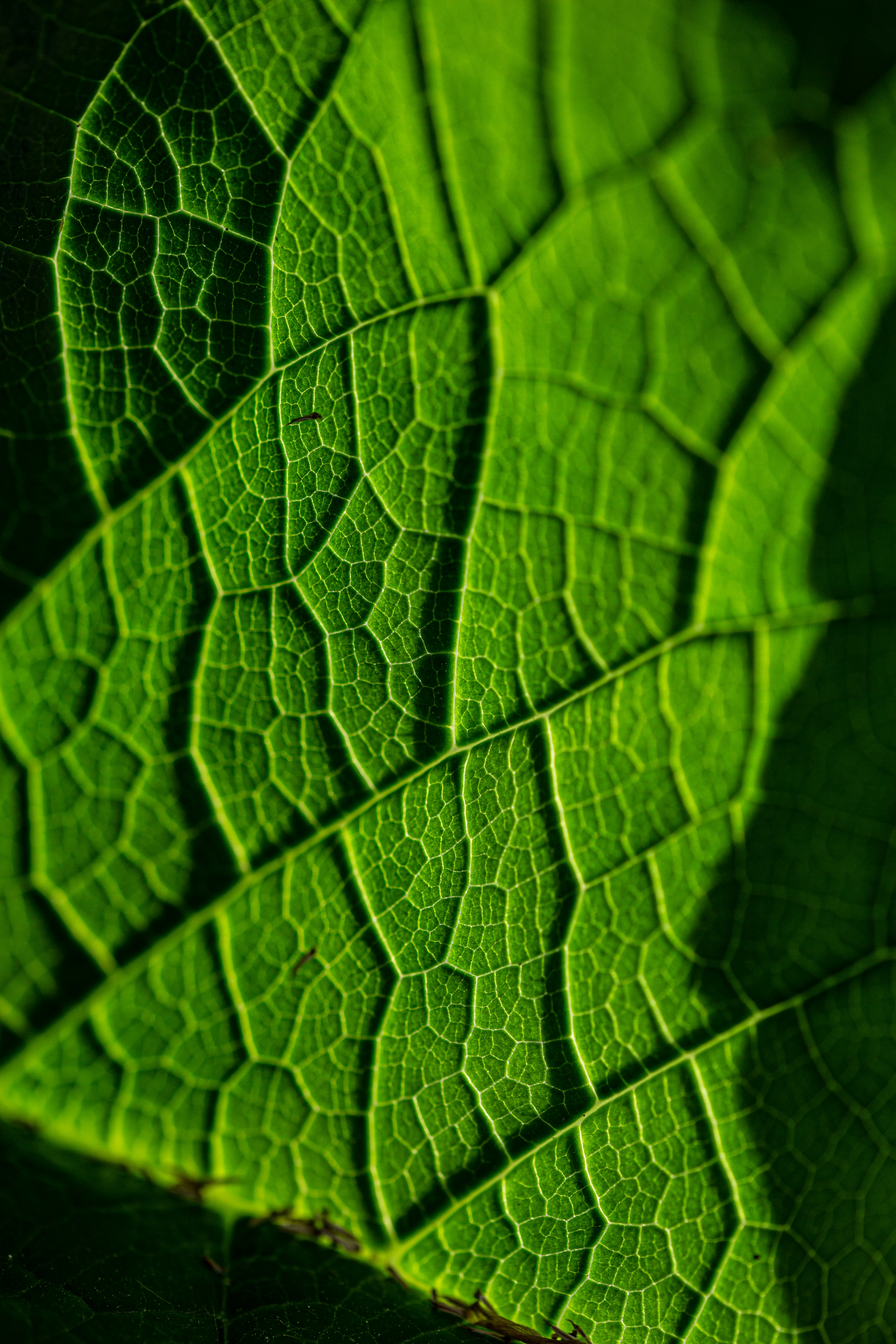 Veinwork in Green: A Macro Portrait of Leaf Veins