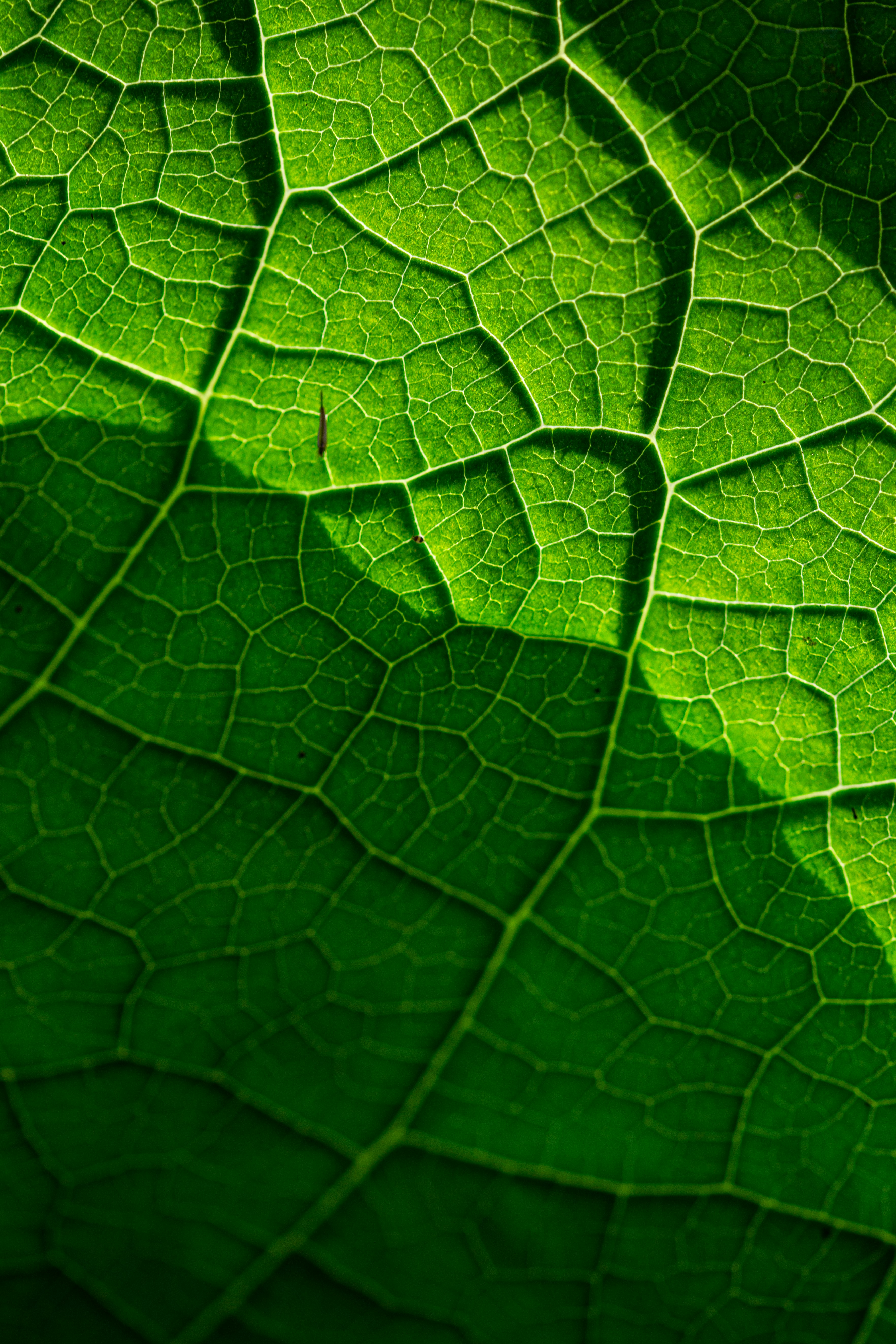 Veined Green: Macro Portrait of Leaf Microstructure