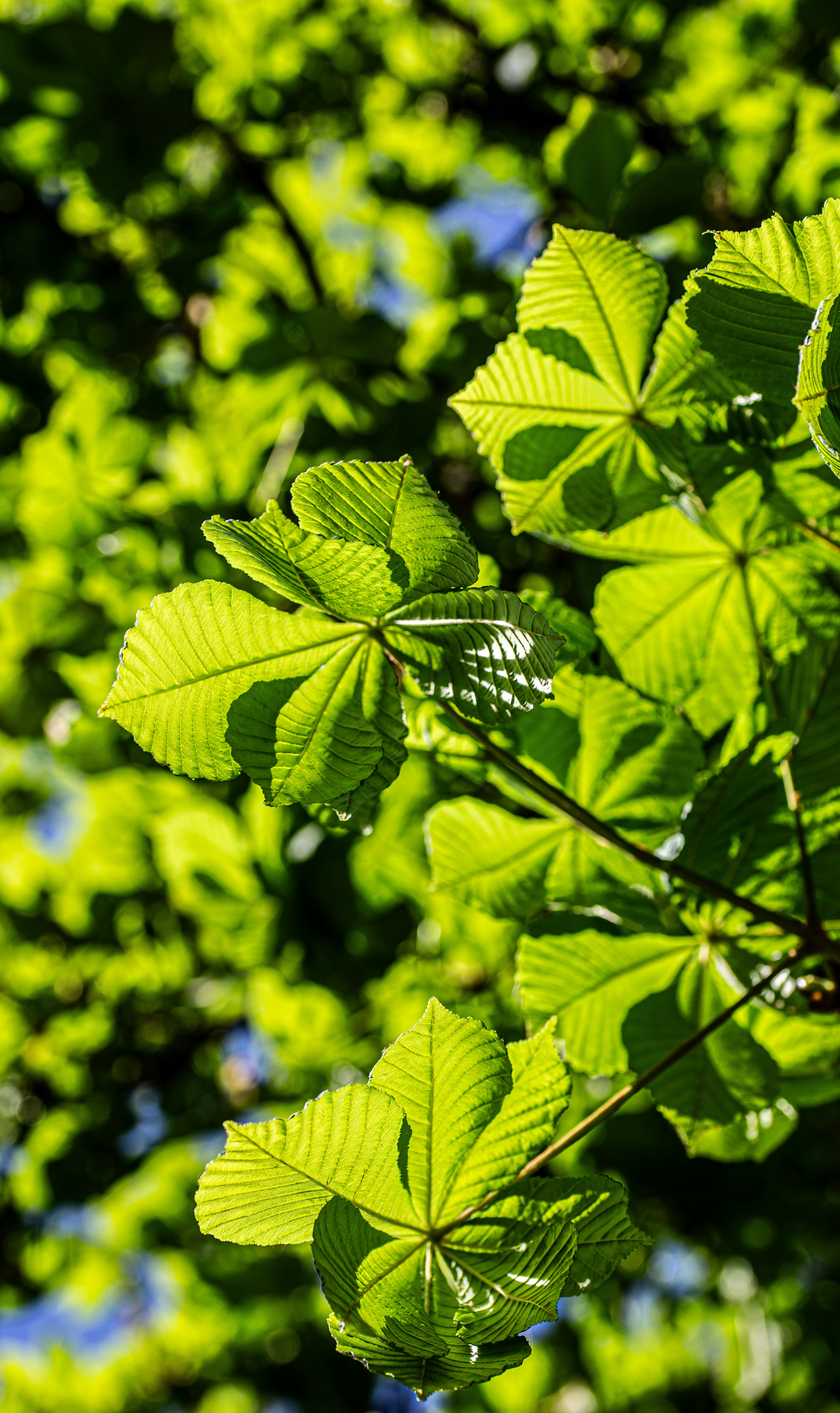 Sunlit Chestnut-like Leaves in a Quiet Canopy