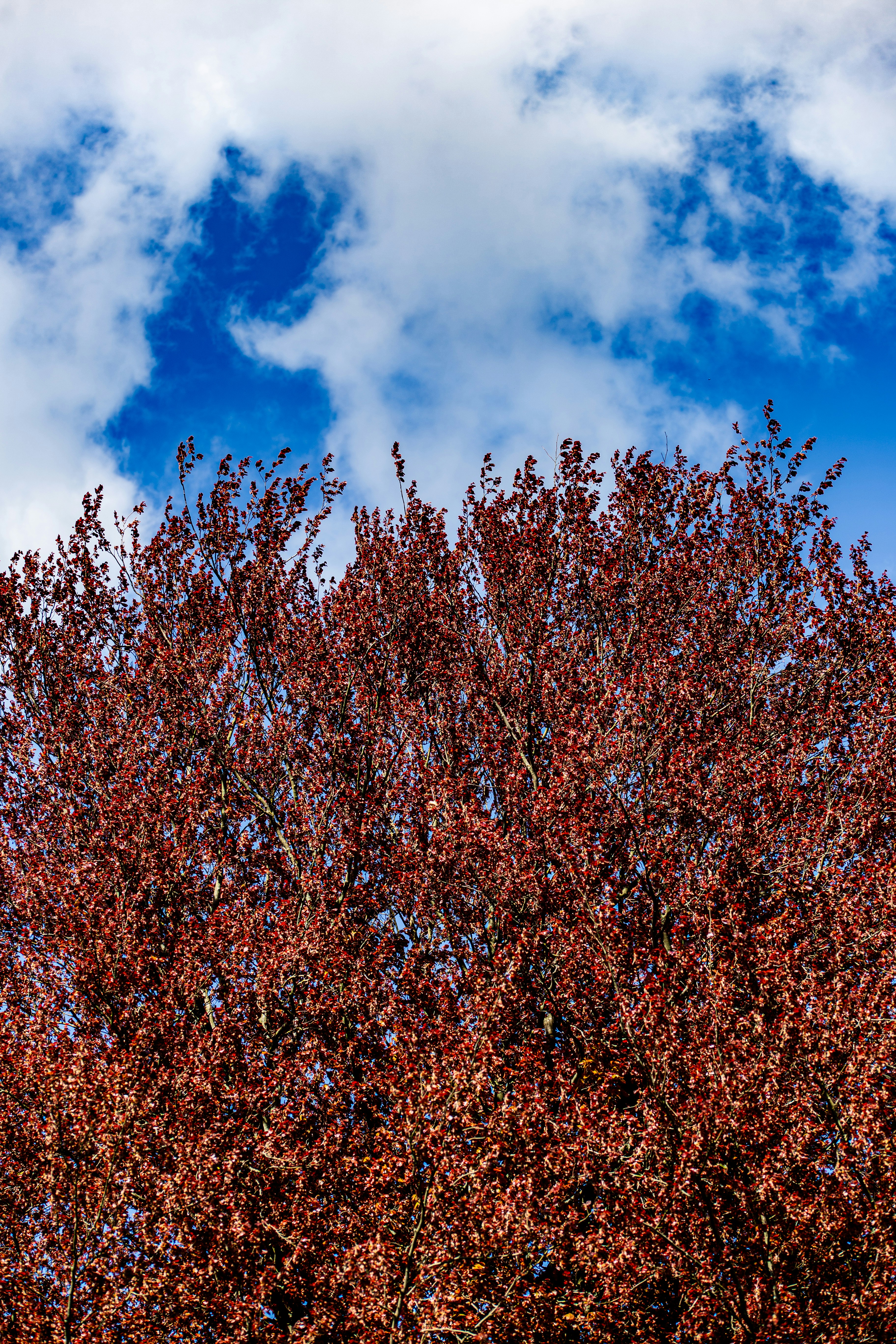 Crimson Blooms Crown the Canopy Beneath a Wide-Open Sky