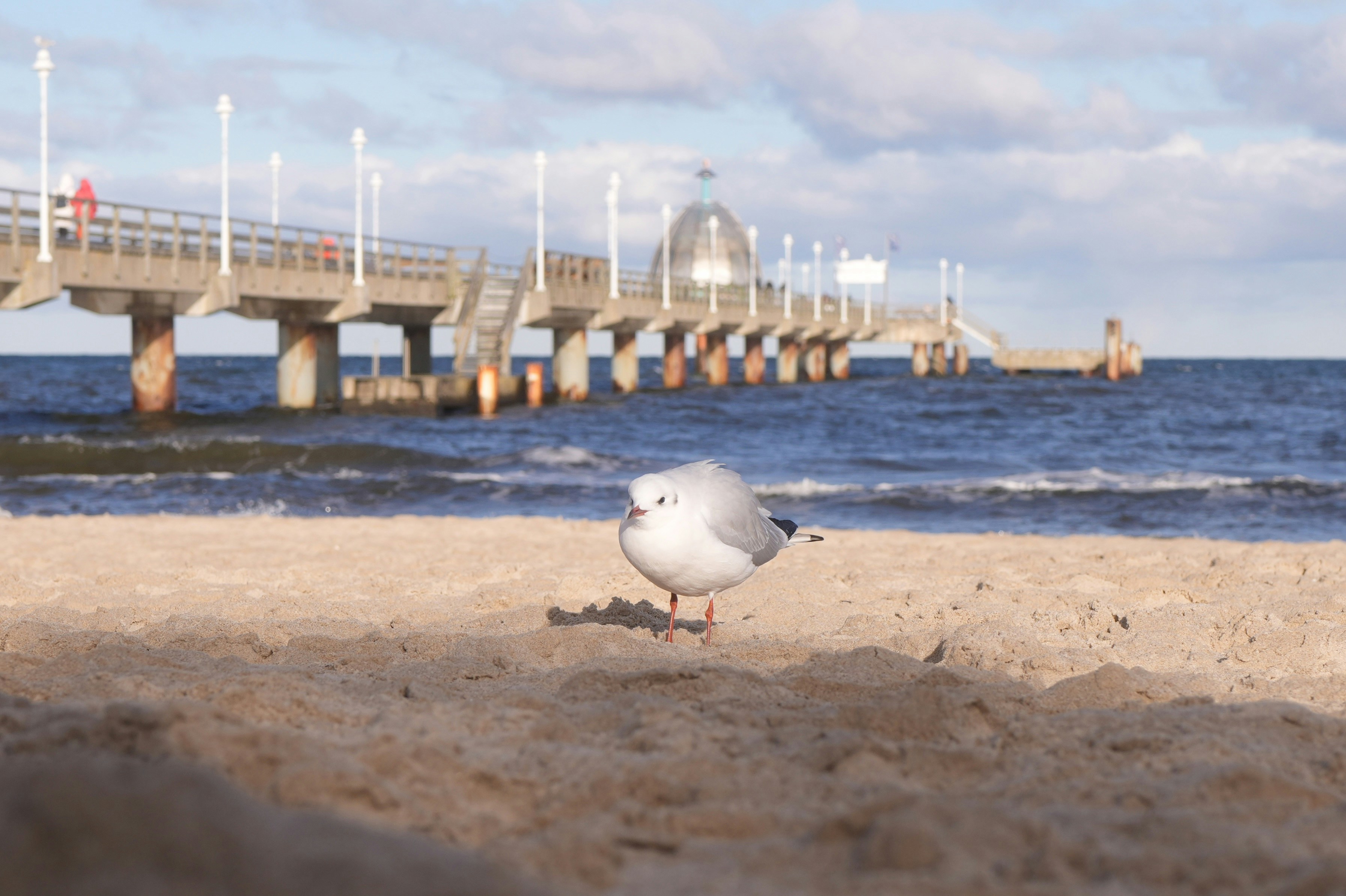 Seagull at the Shoreline Pier: Quiet Focus by the North Sea