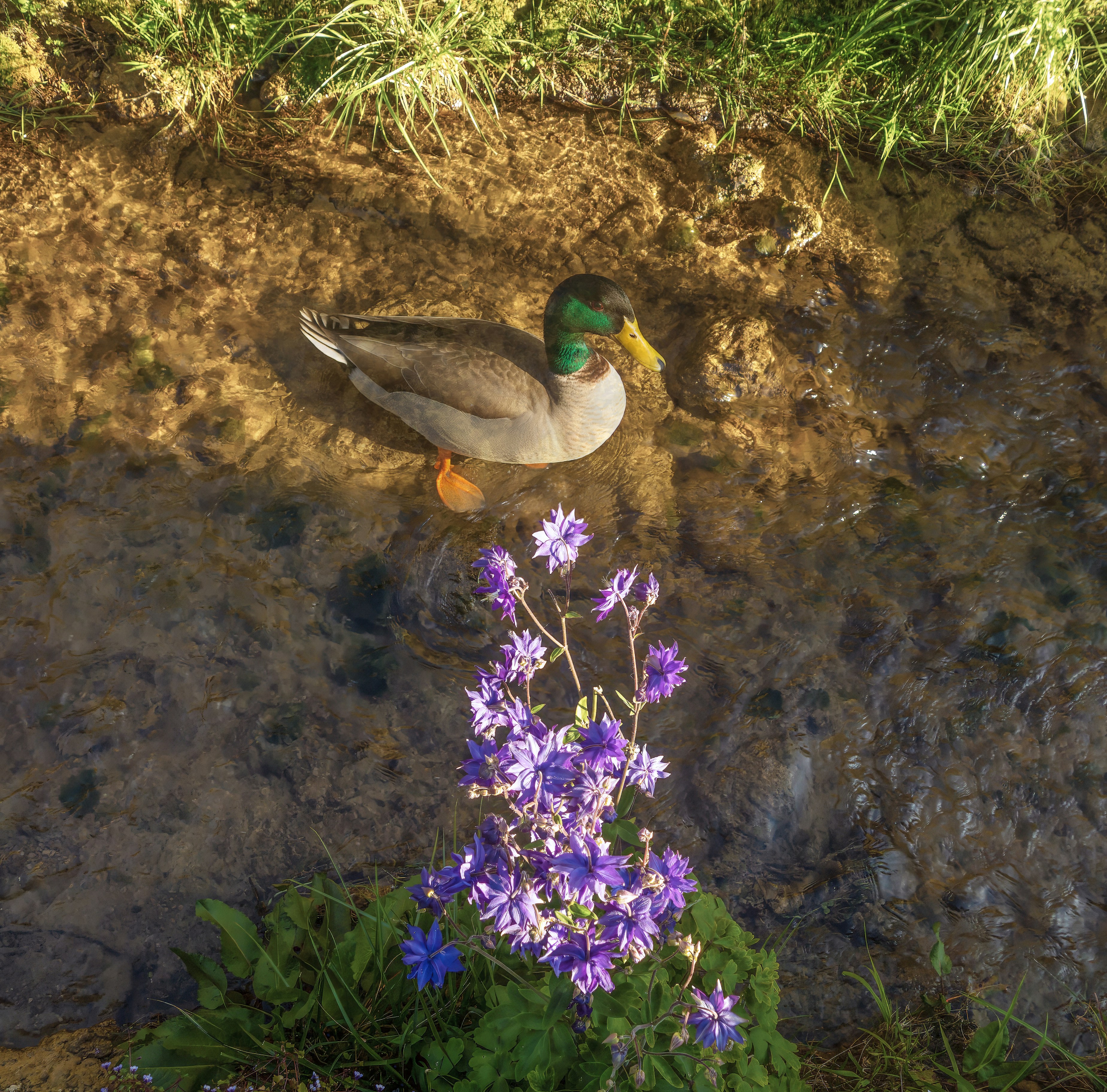 Green-Eyed Hunter Above Violet Spire by the Water