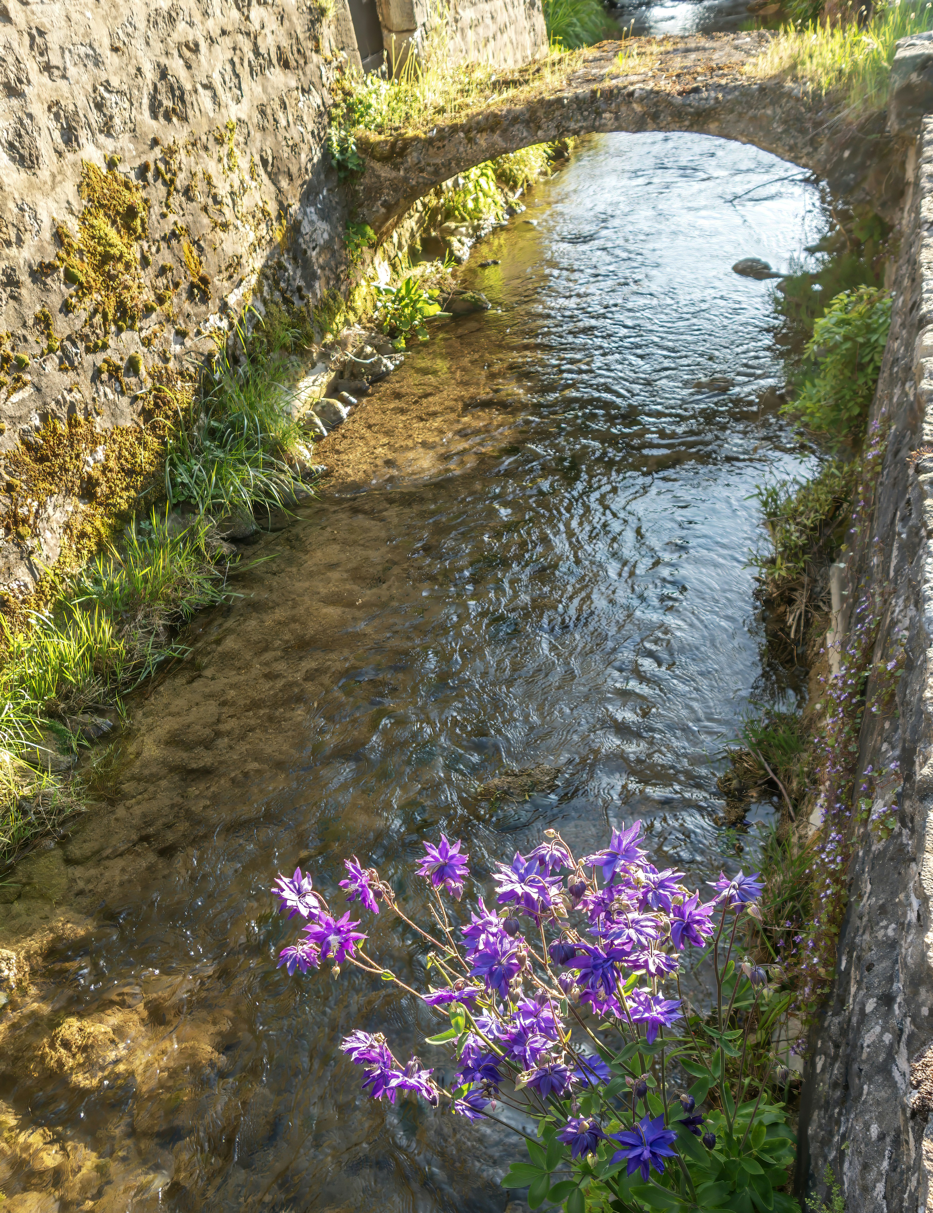 Blooms by the Bridge: Violet Flowers Overlook a Gentle River