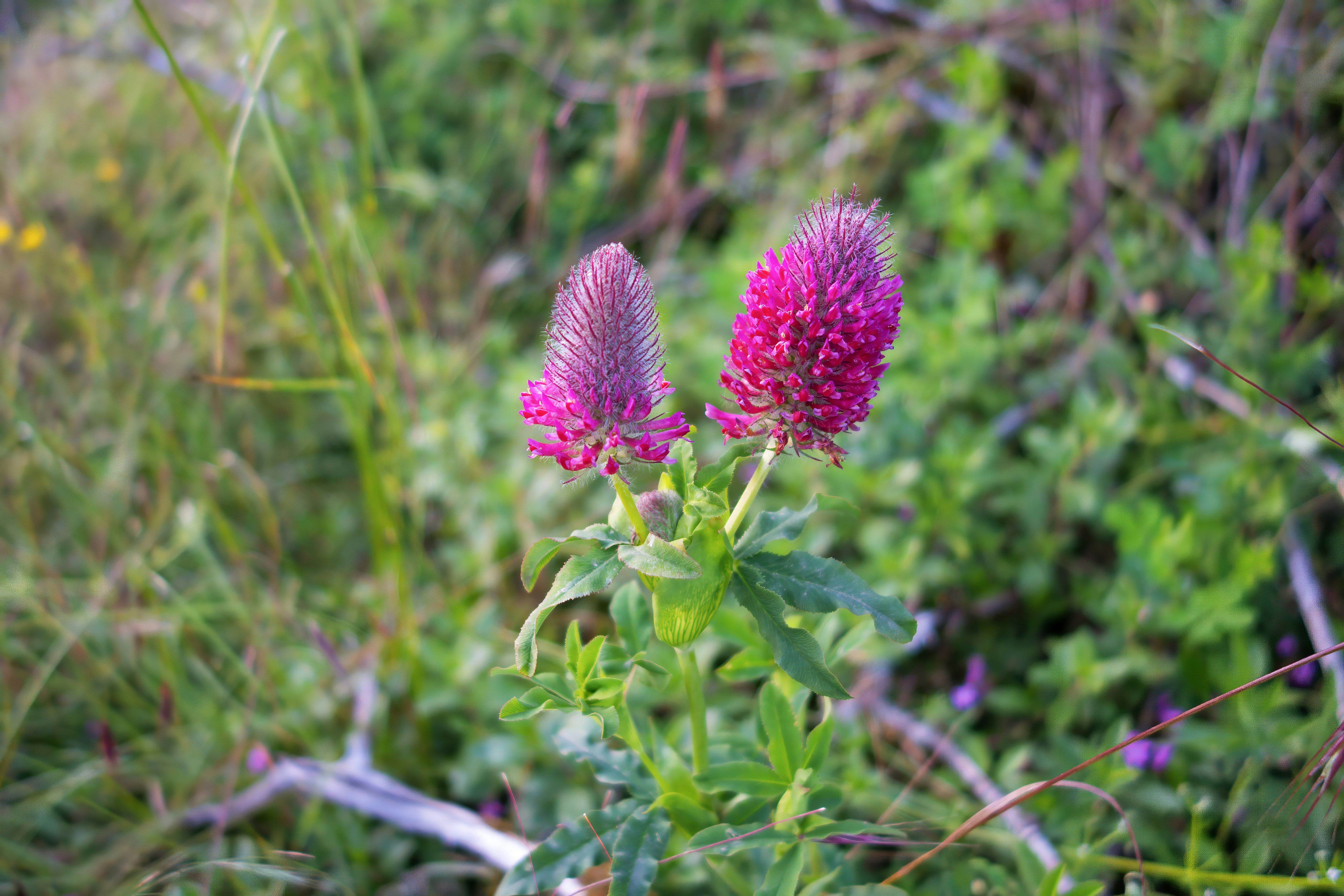 Pink Clover Spikes in a Wild Meadow