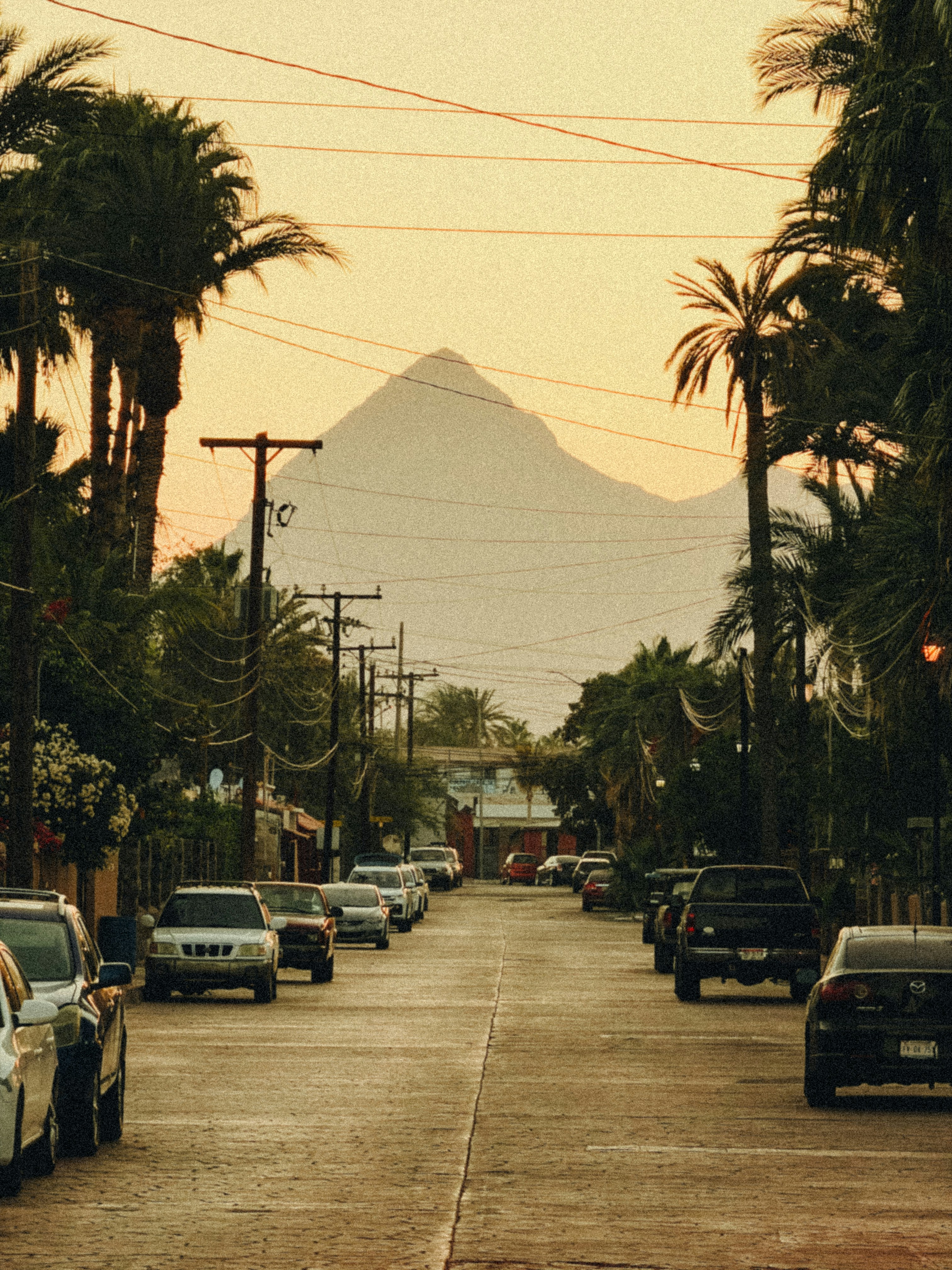 Sunset Boulevard: Mountain Peak Framed by Palm Canopy