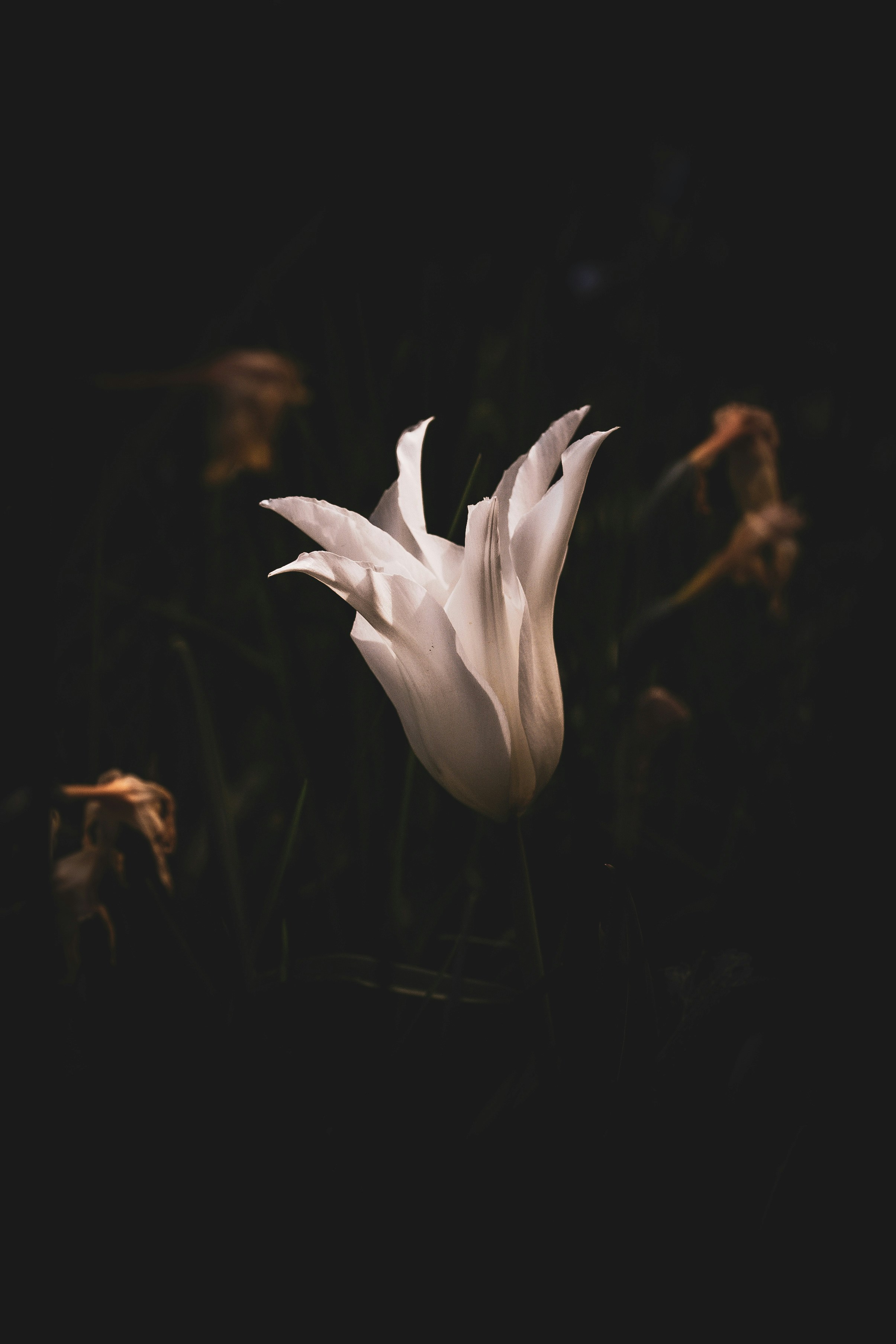 Midnight Tulip: A Single Bloom in the Quiet Garden