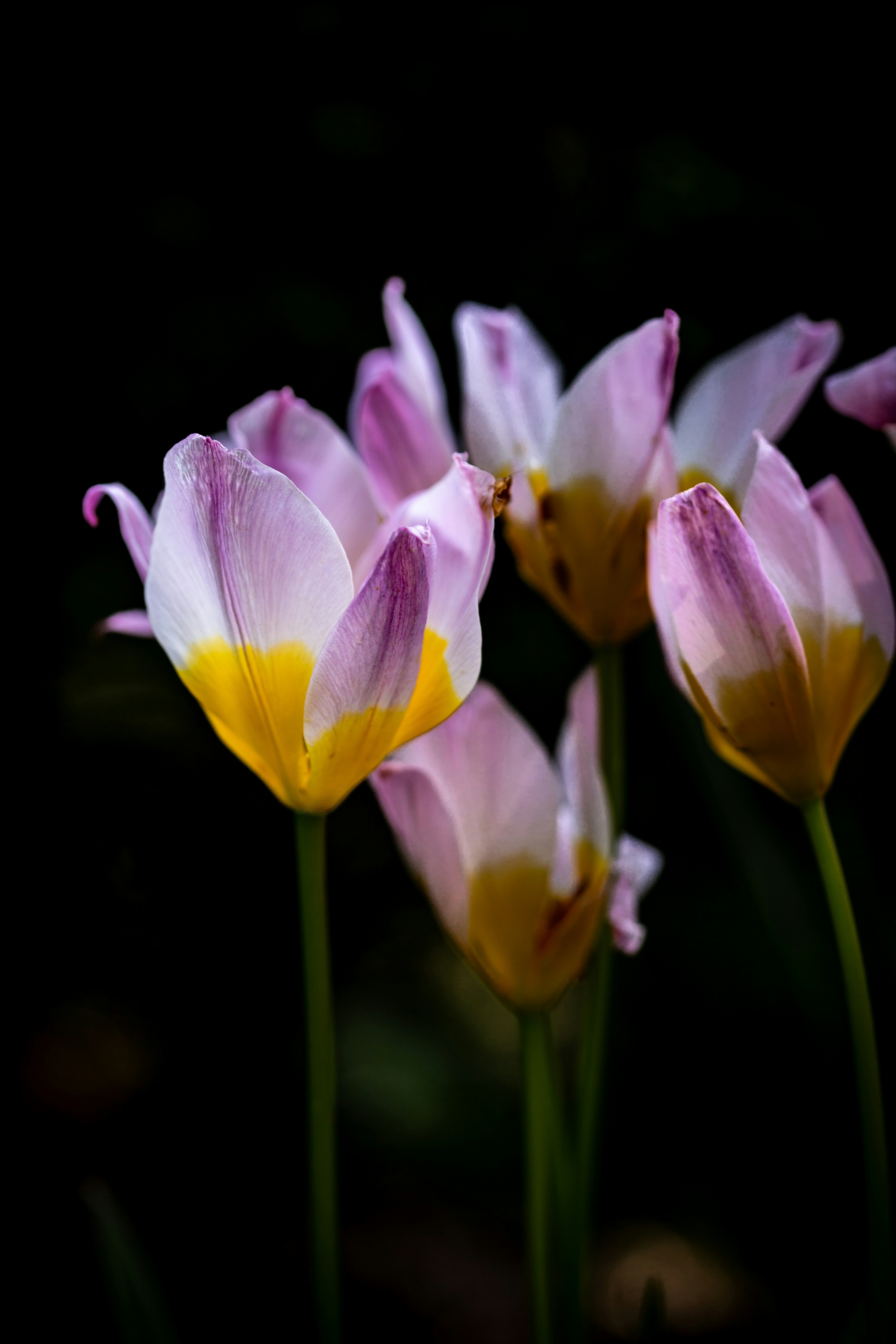 Petals of Sunlit Contrast: Pink Tulips Against Night