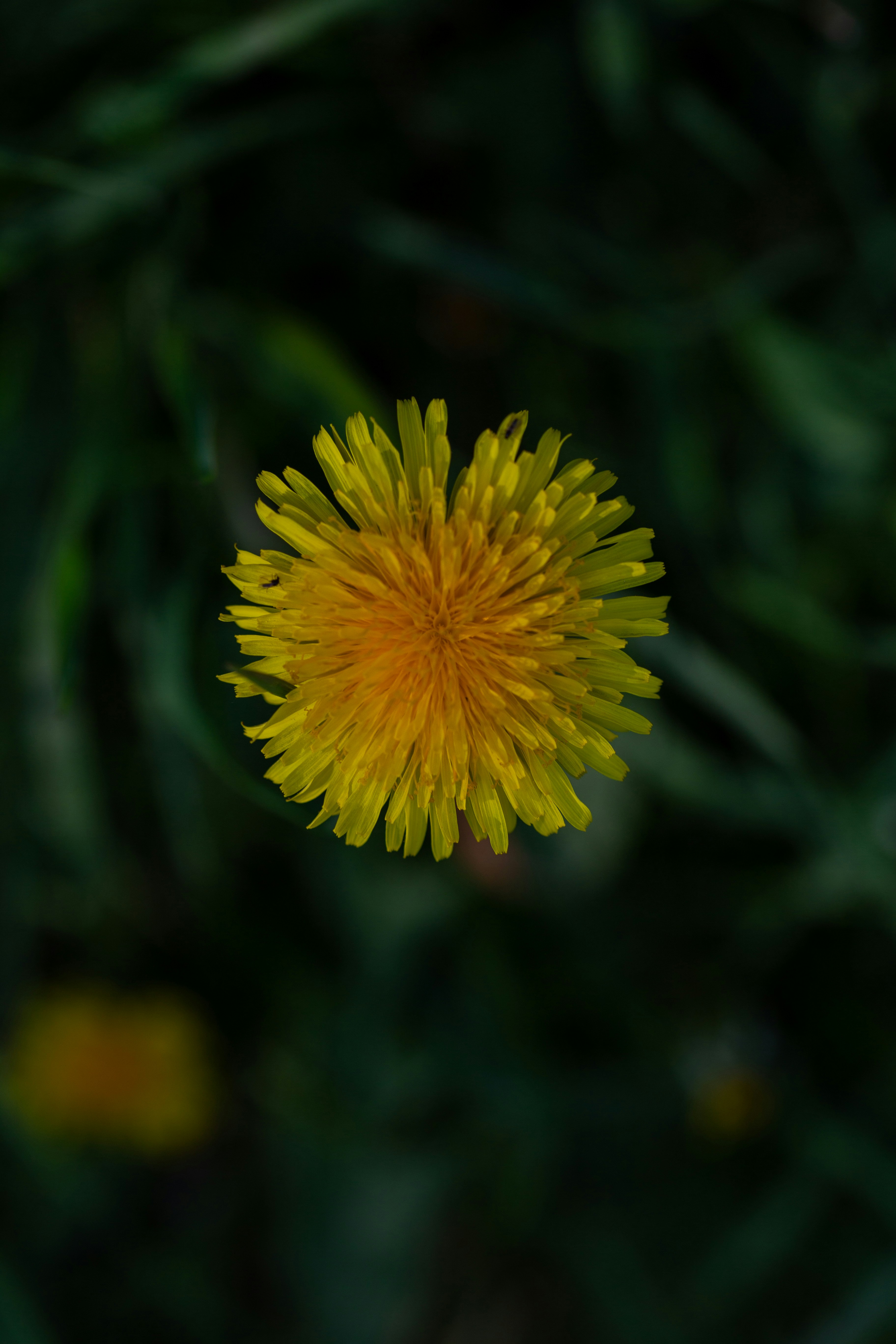 Golden Bloom: A Close-Up of a Sunlit Dandelion in Quiet Green