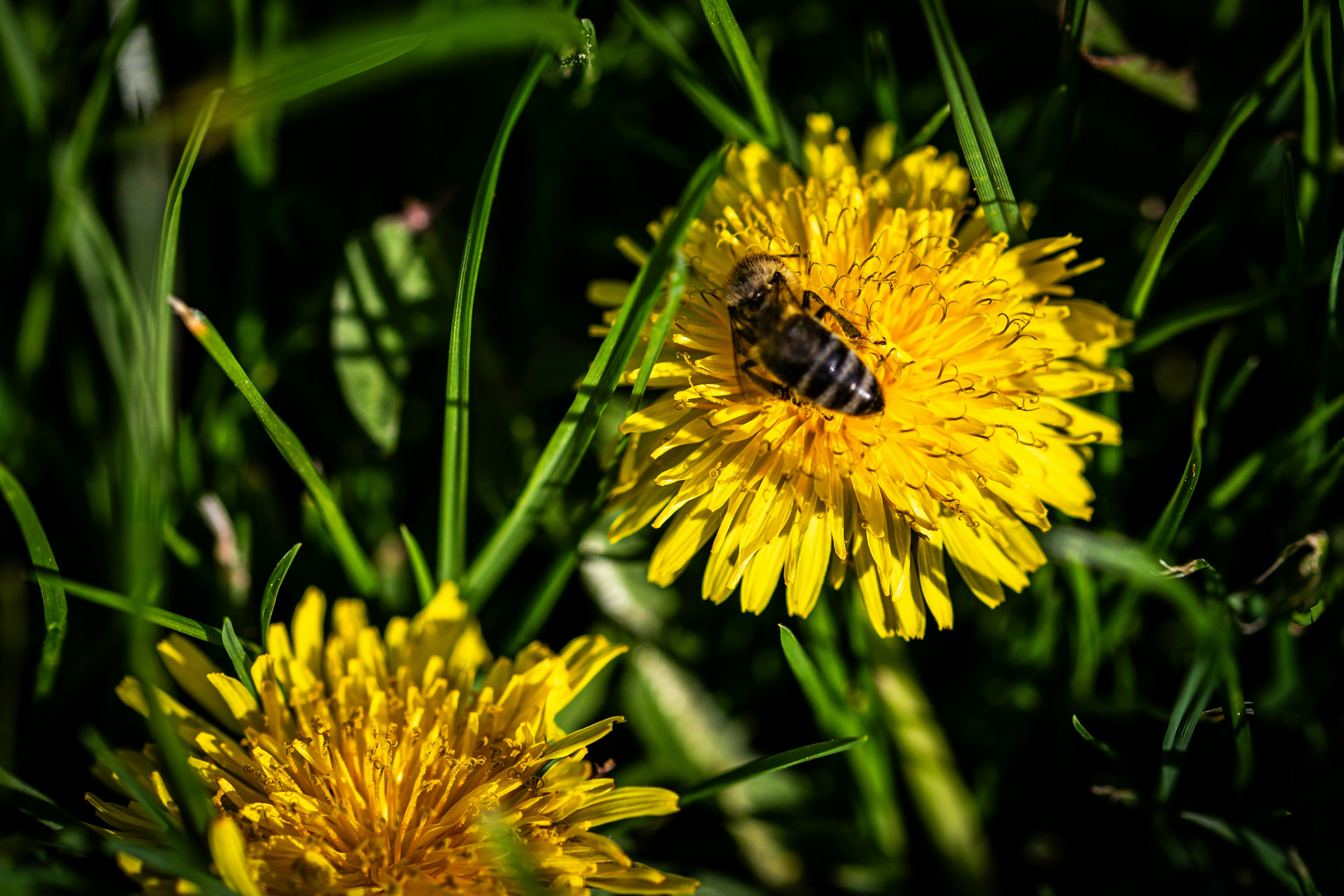 Bee on a Golden Dandelion: Quiet Summer Moment