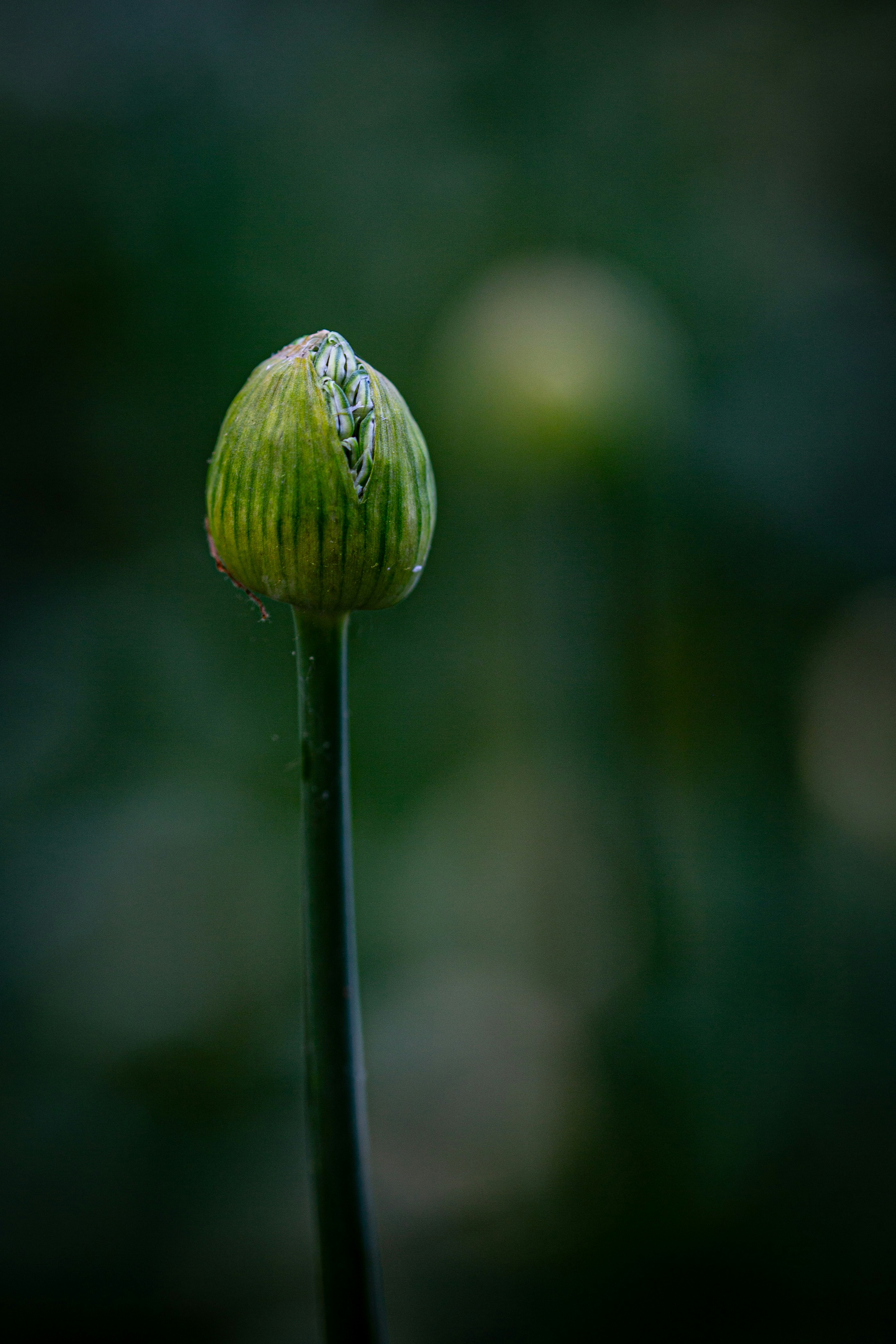 Emerald Bud: a solitary poppy seed head rising through the frame