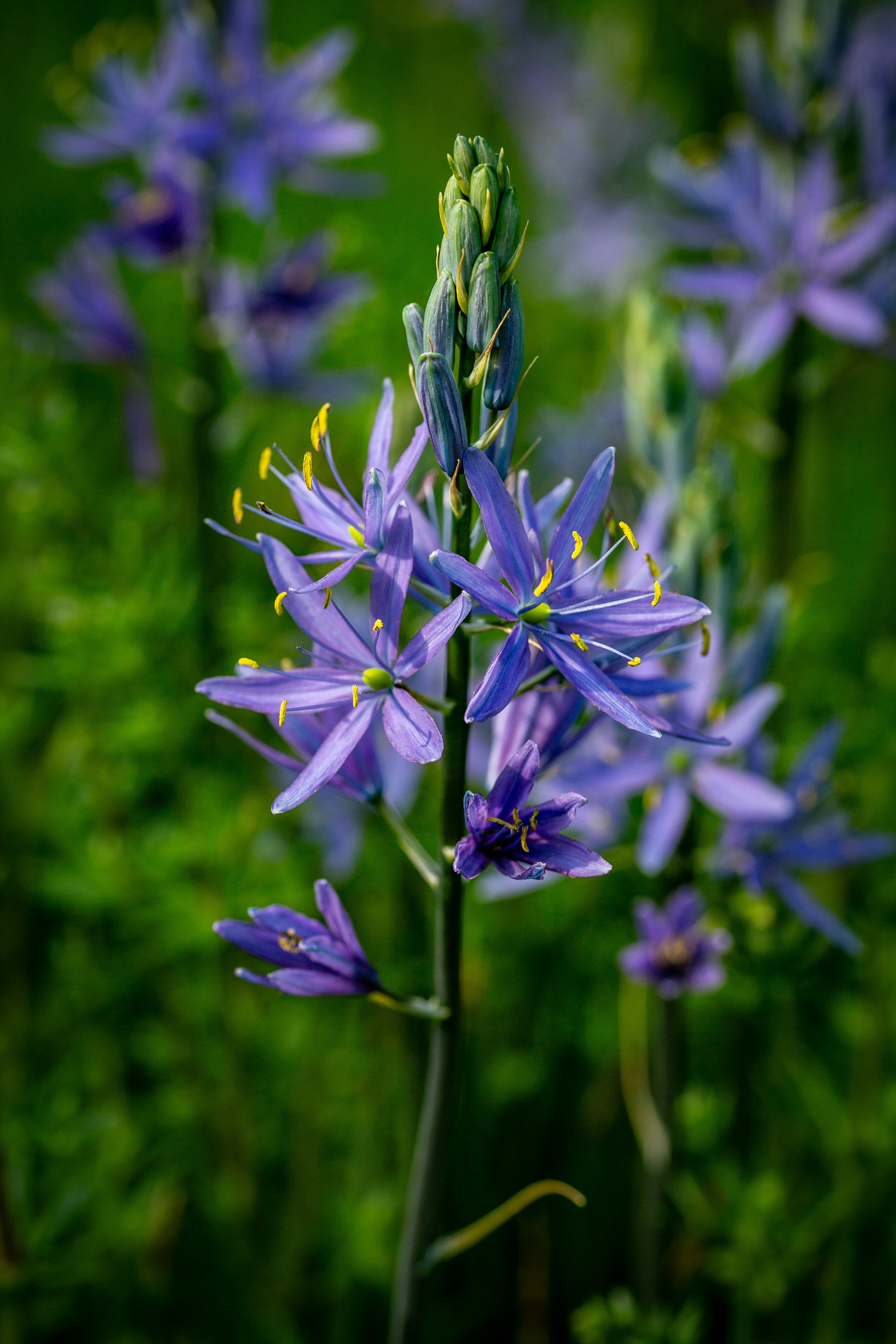 Purple lupine spike reaching through a sea of green
