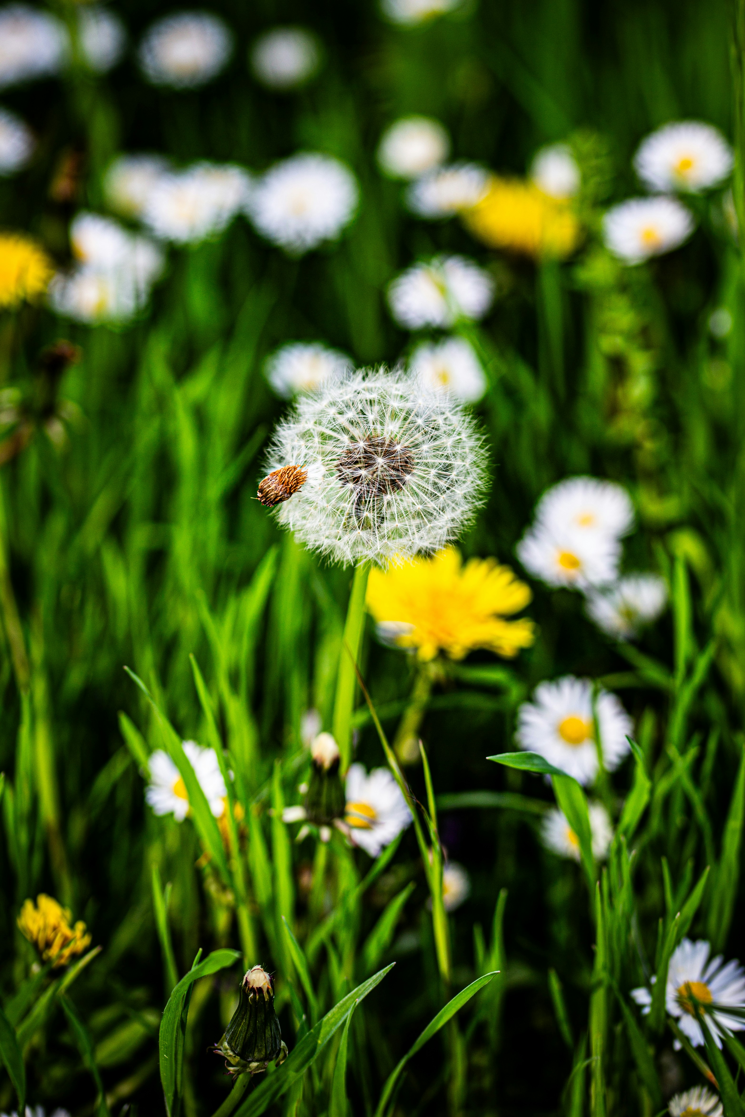Dandelion in Bloom: Quiet Meadow Portrait