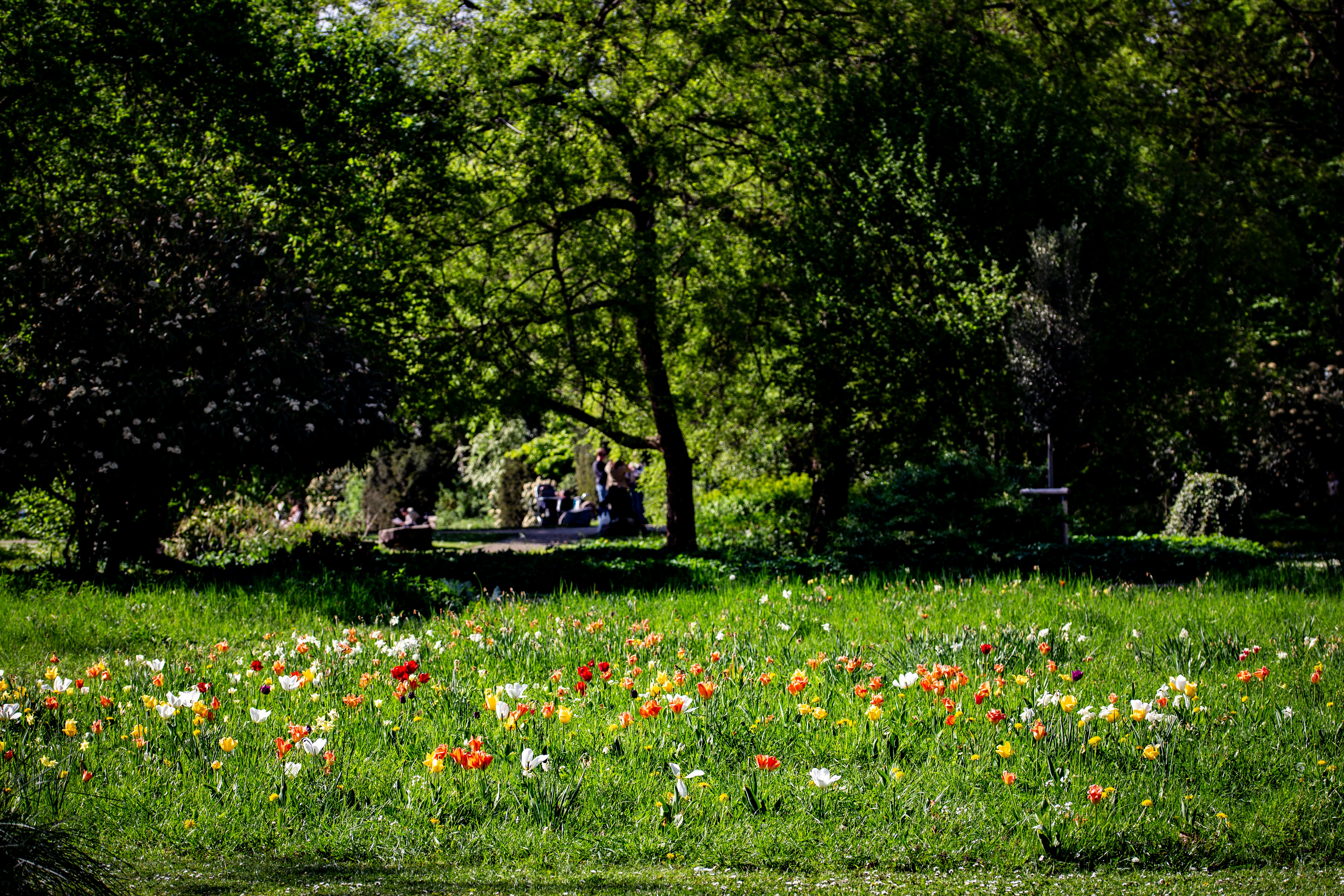Dappled Sunshine on a Springtime Park