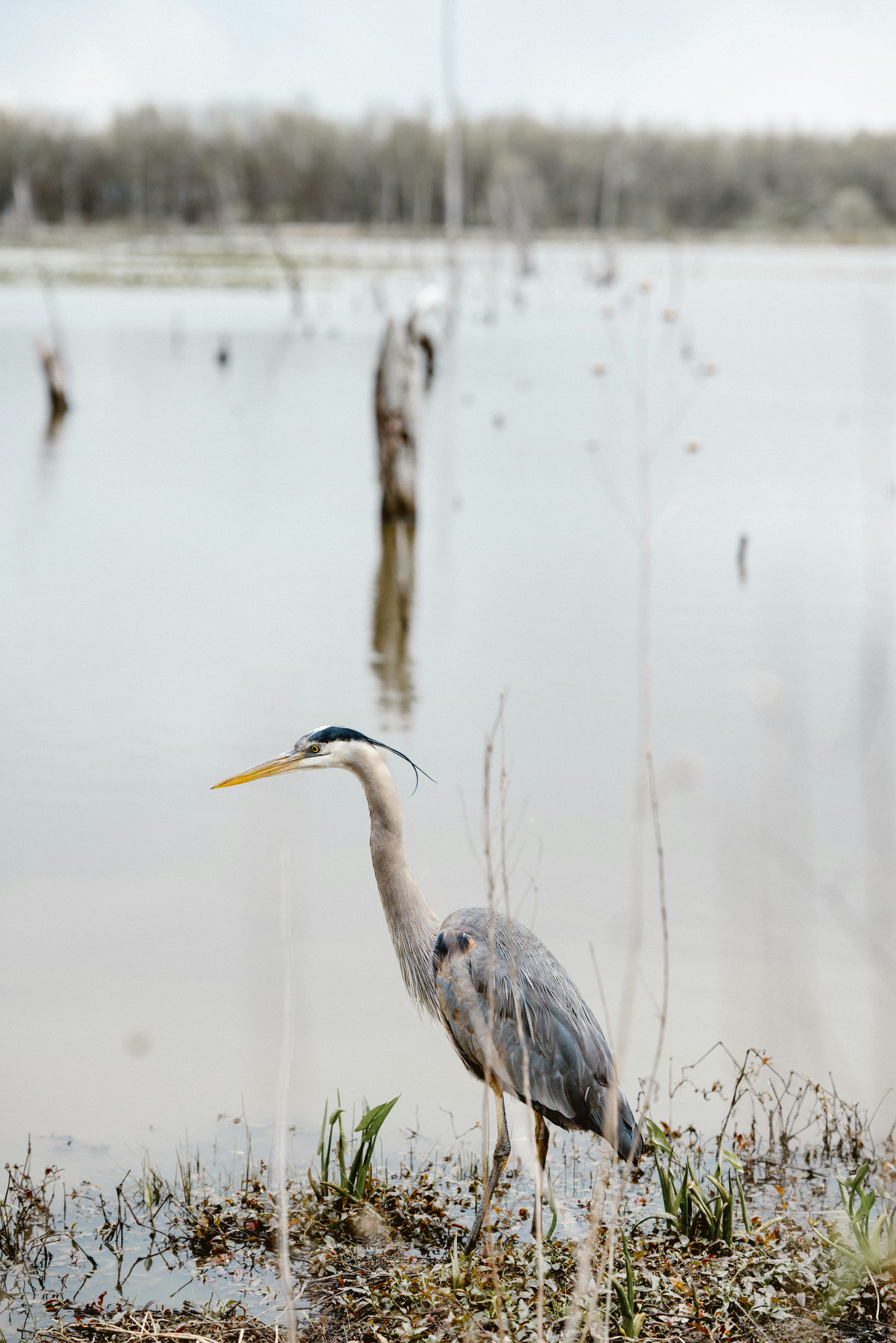 Heron at the Waterline: A Quiet Portrait of Resolve