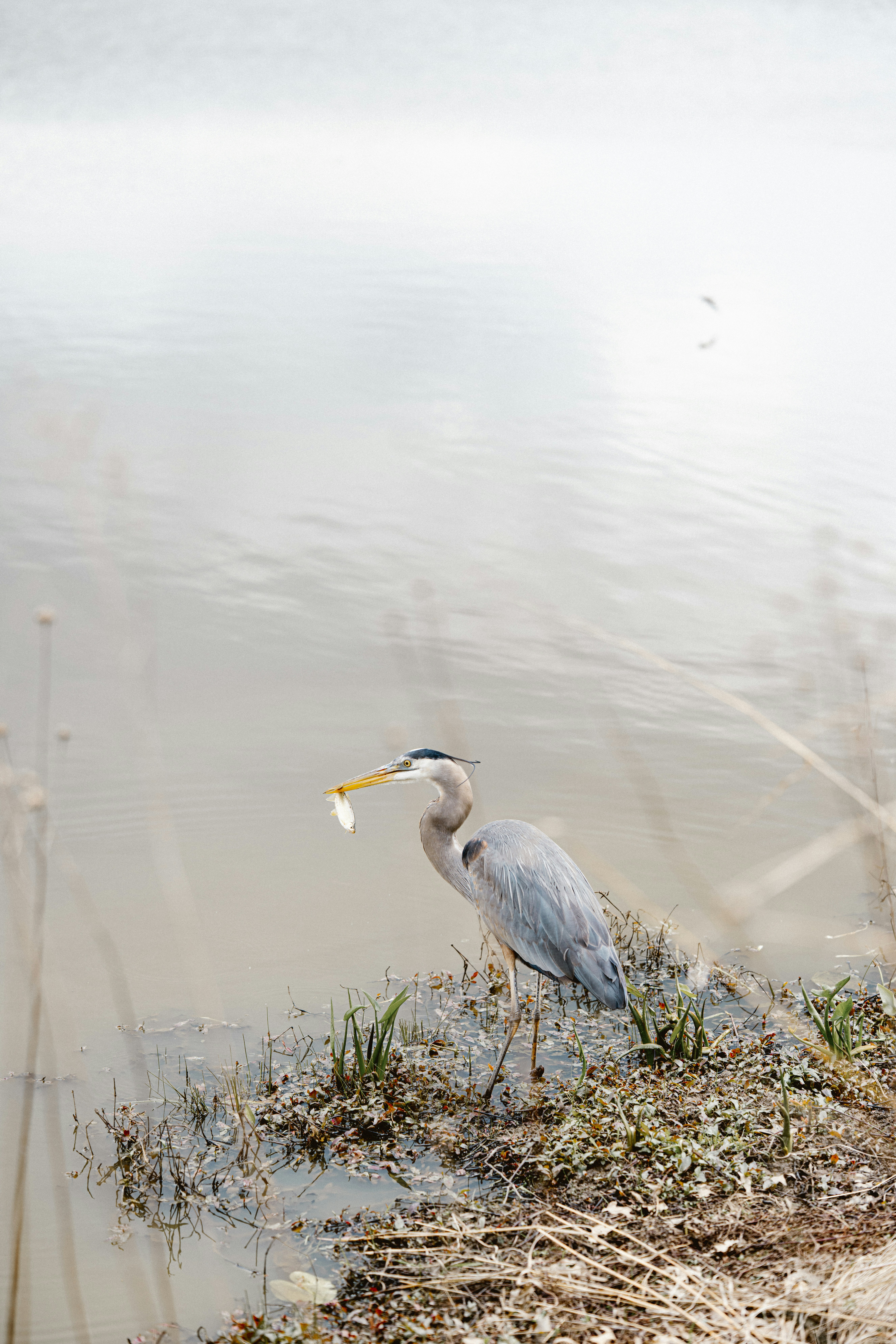 Heron on a Quiet Shorelet: The Catch of a Misty Morning