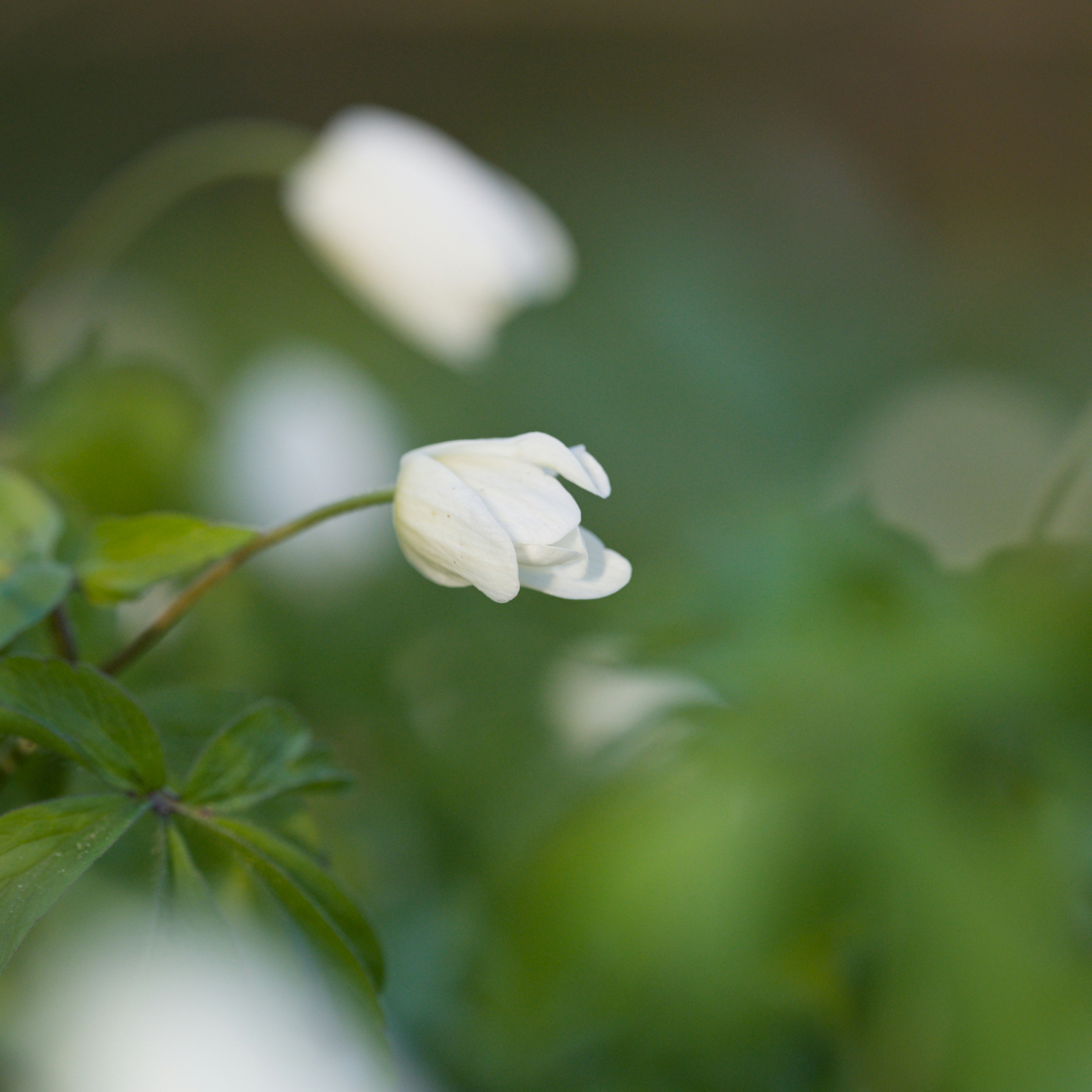 Soft-centered Bloom: A Delicate White Flower in Soft Focus