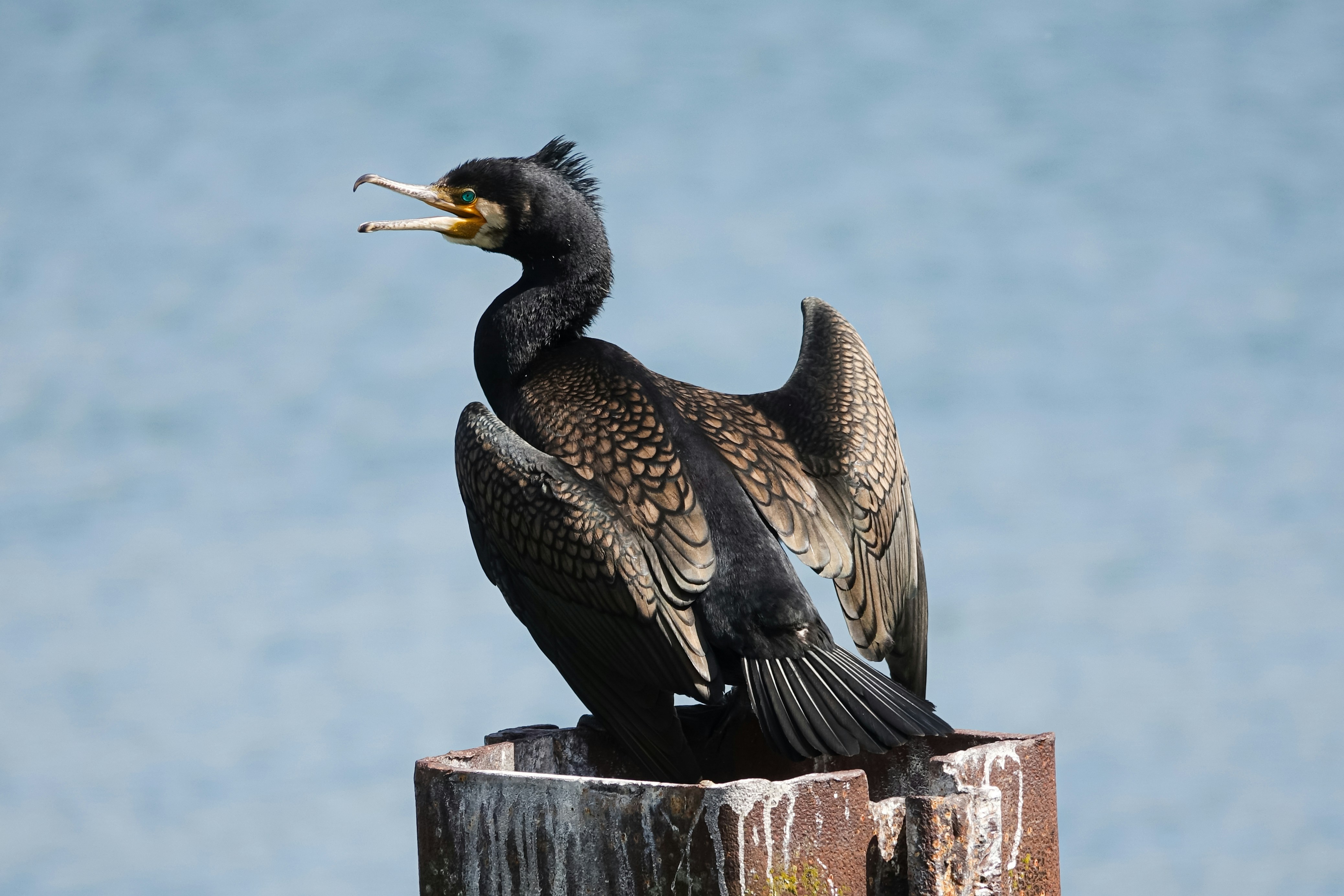Cormorant on Guard: A Spreading Wake by the Water