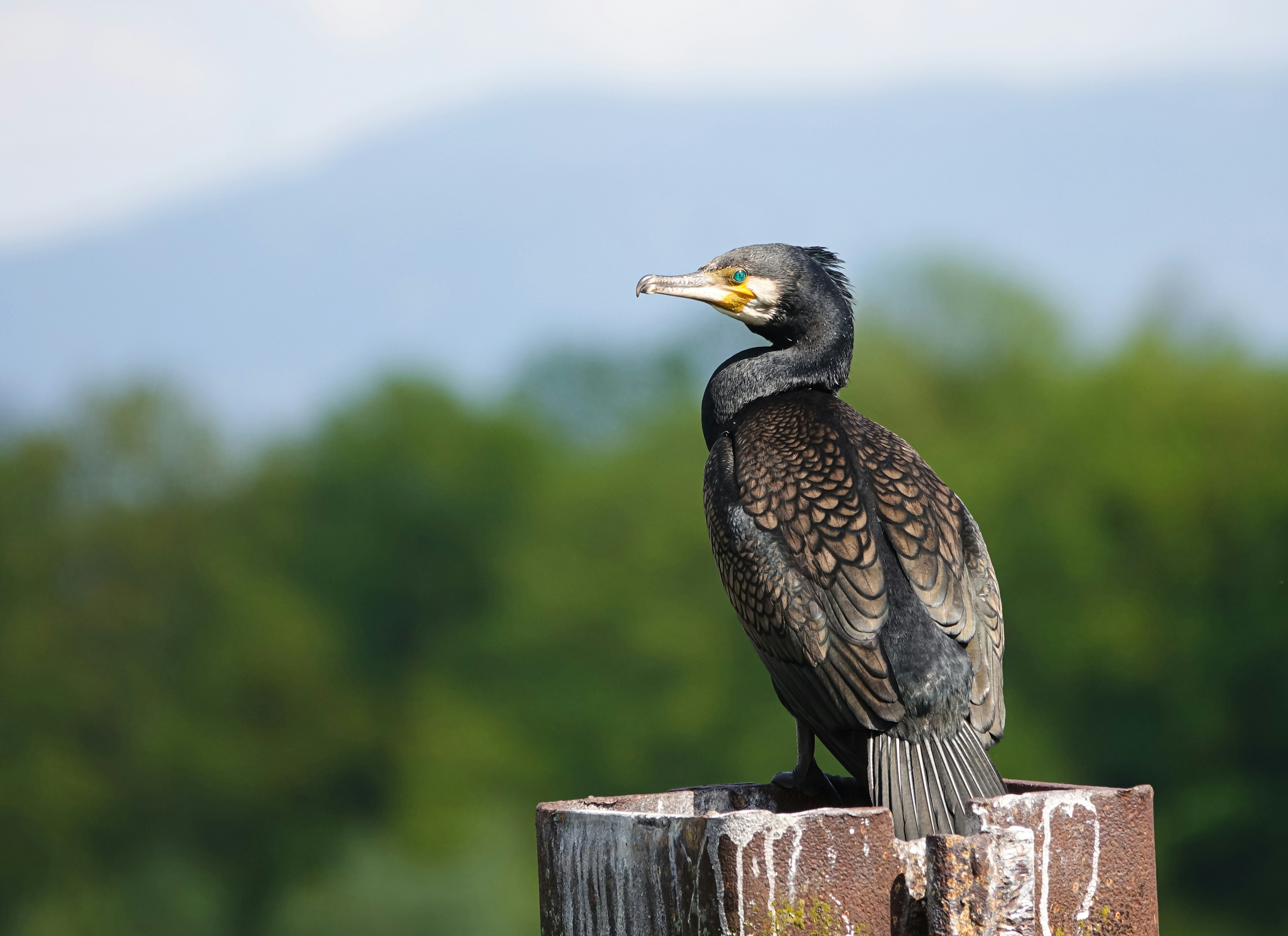 Cormorant Sentinel on Weathered Post