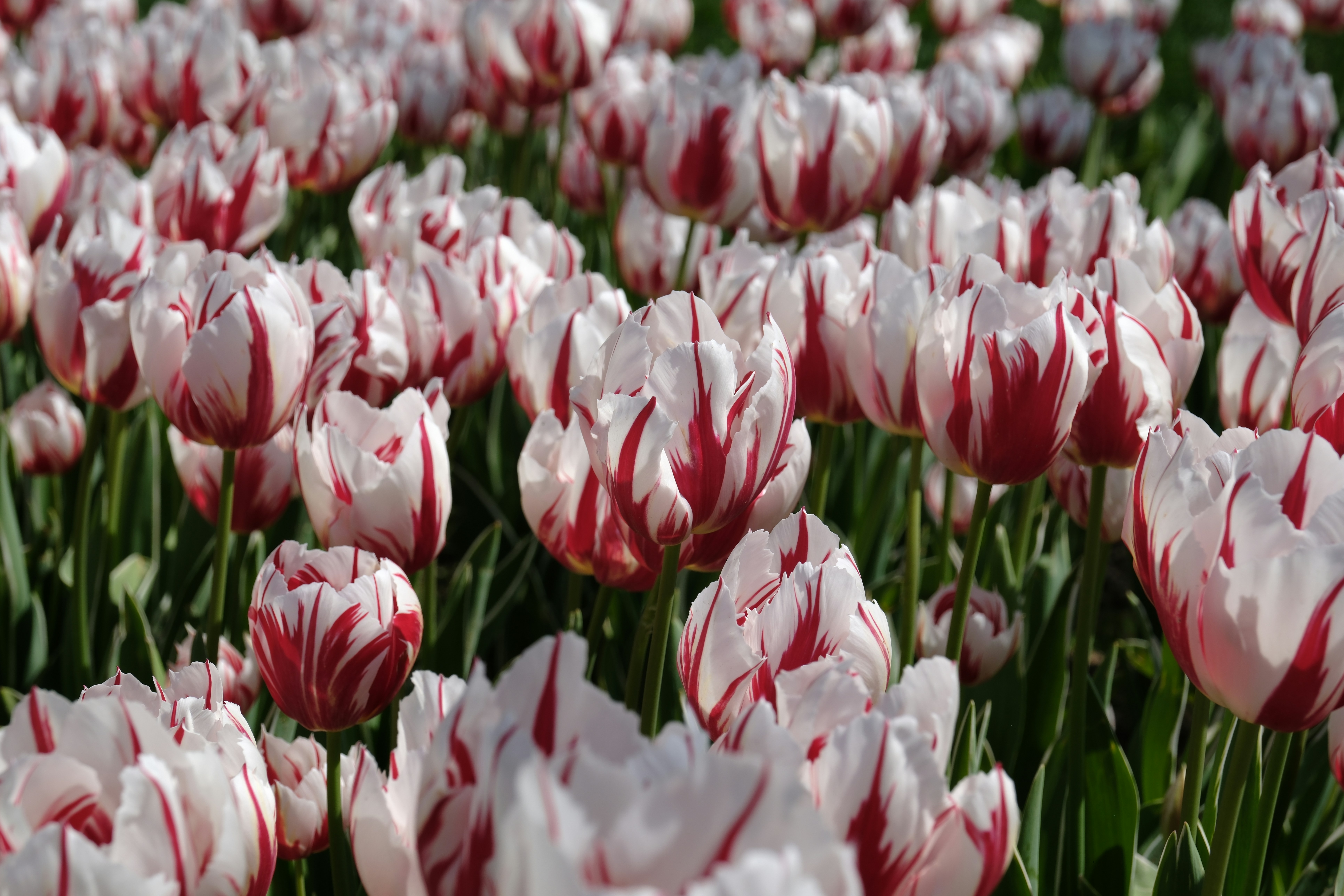Crimson-veined Tulips in a Cream Wave