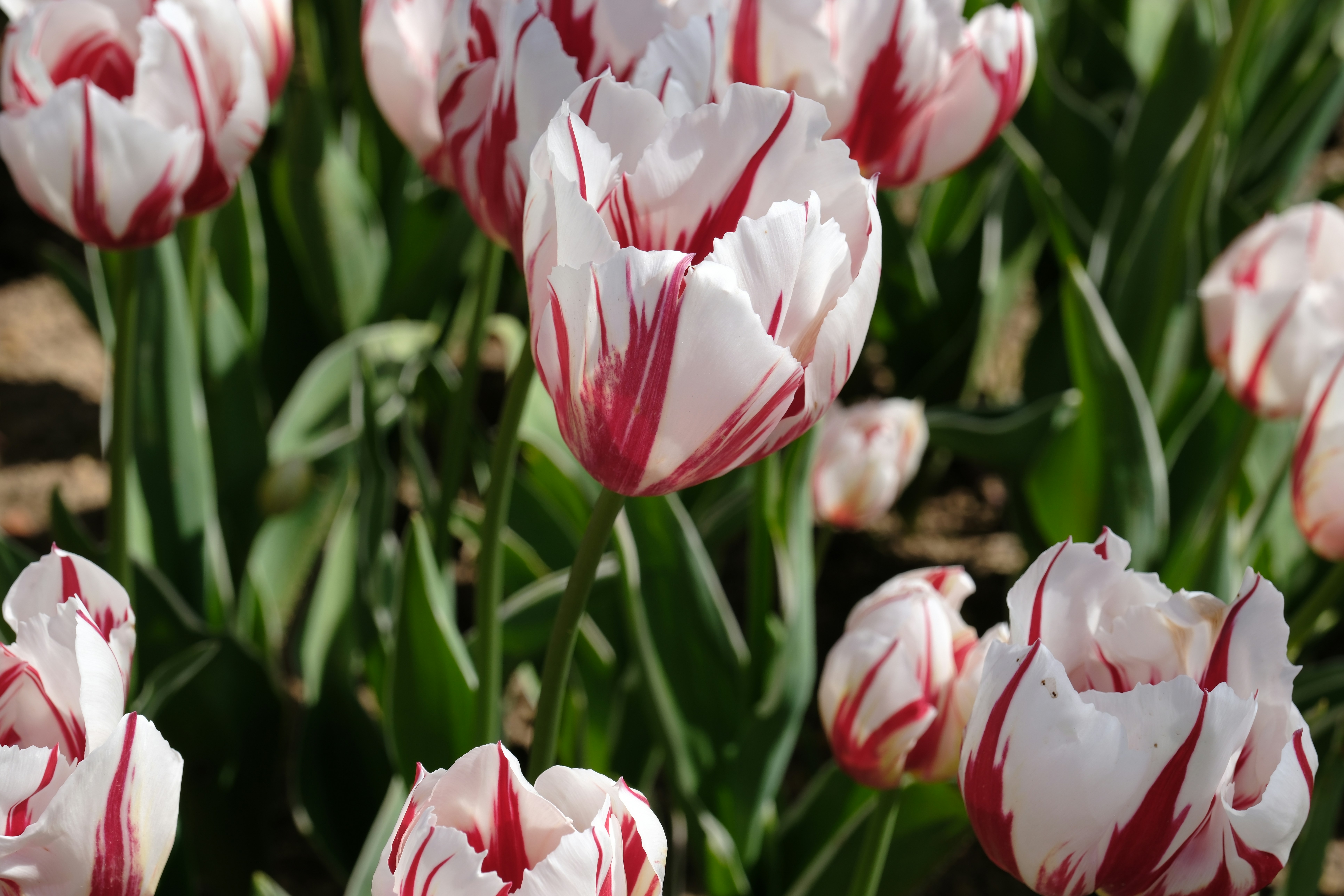 Scarlet-etched tulips in sunlit bloom field