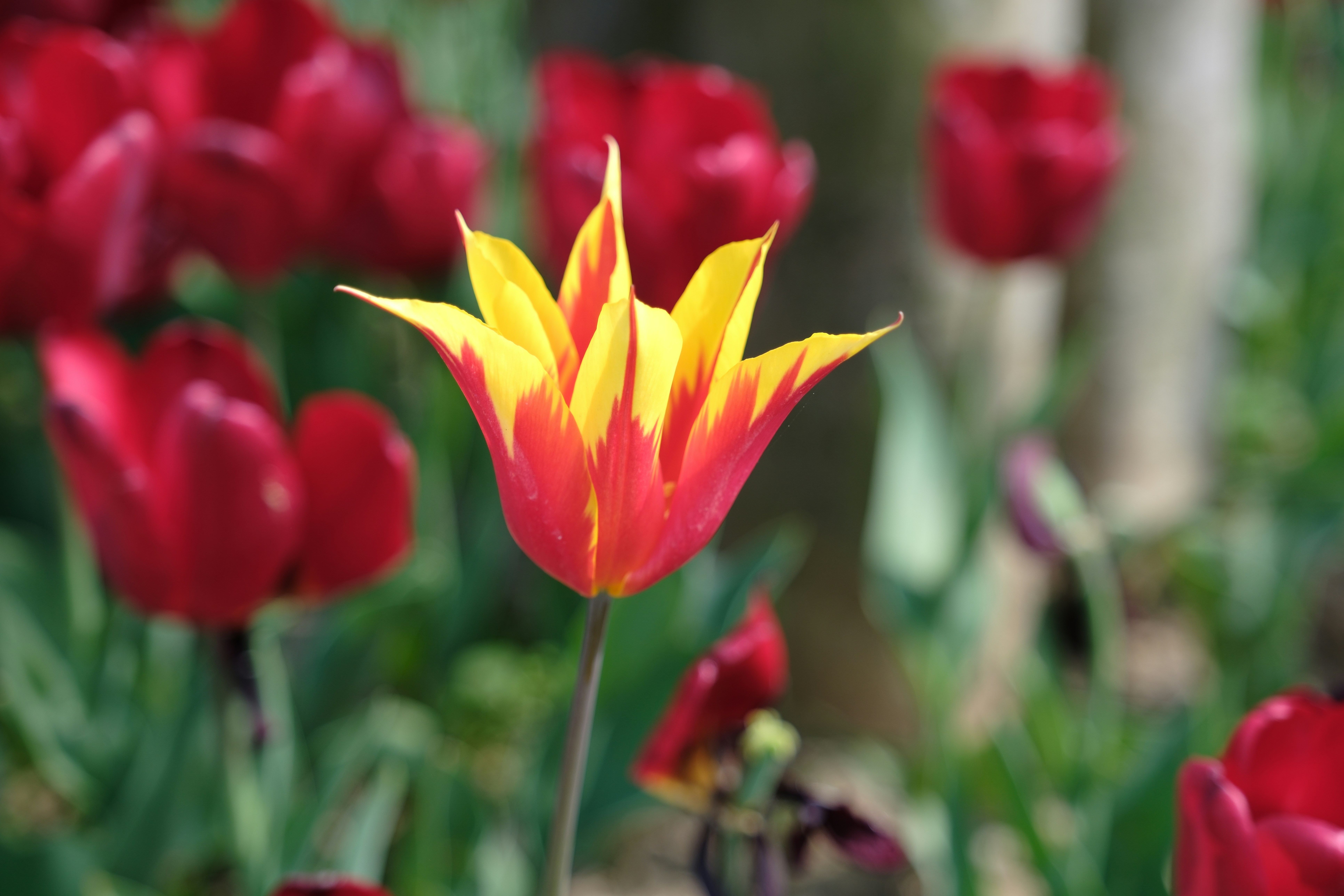 Sunlit Tulip in a Sea of Crimson Blooms