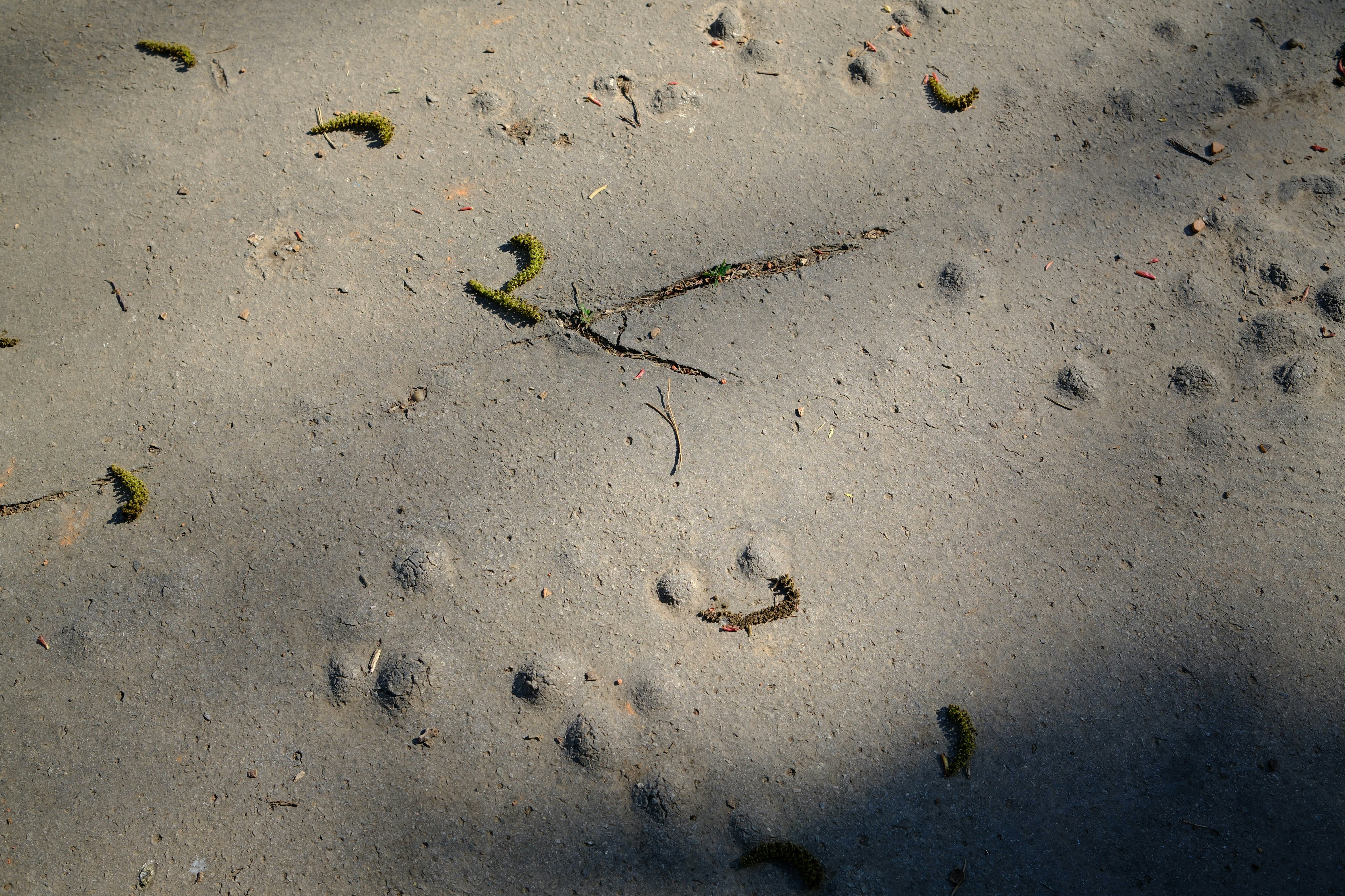 Shadowed Sand: Minimal Footprints and Twigs in Dappled Light