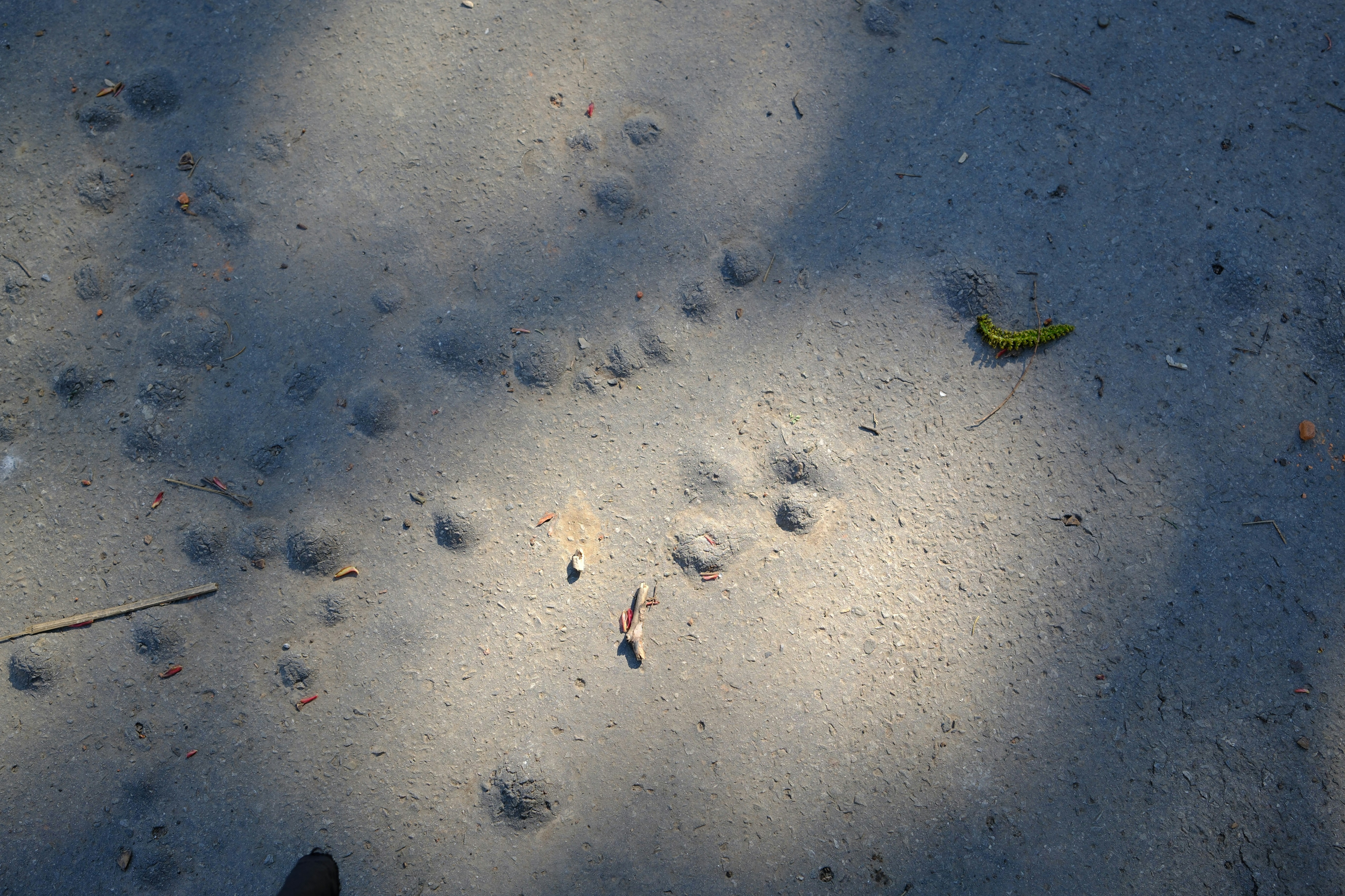 A Quiet Patch of Sand: Shadowed Pebbles and Tiny Tracks