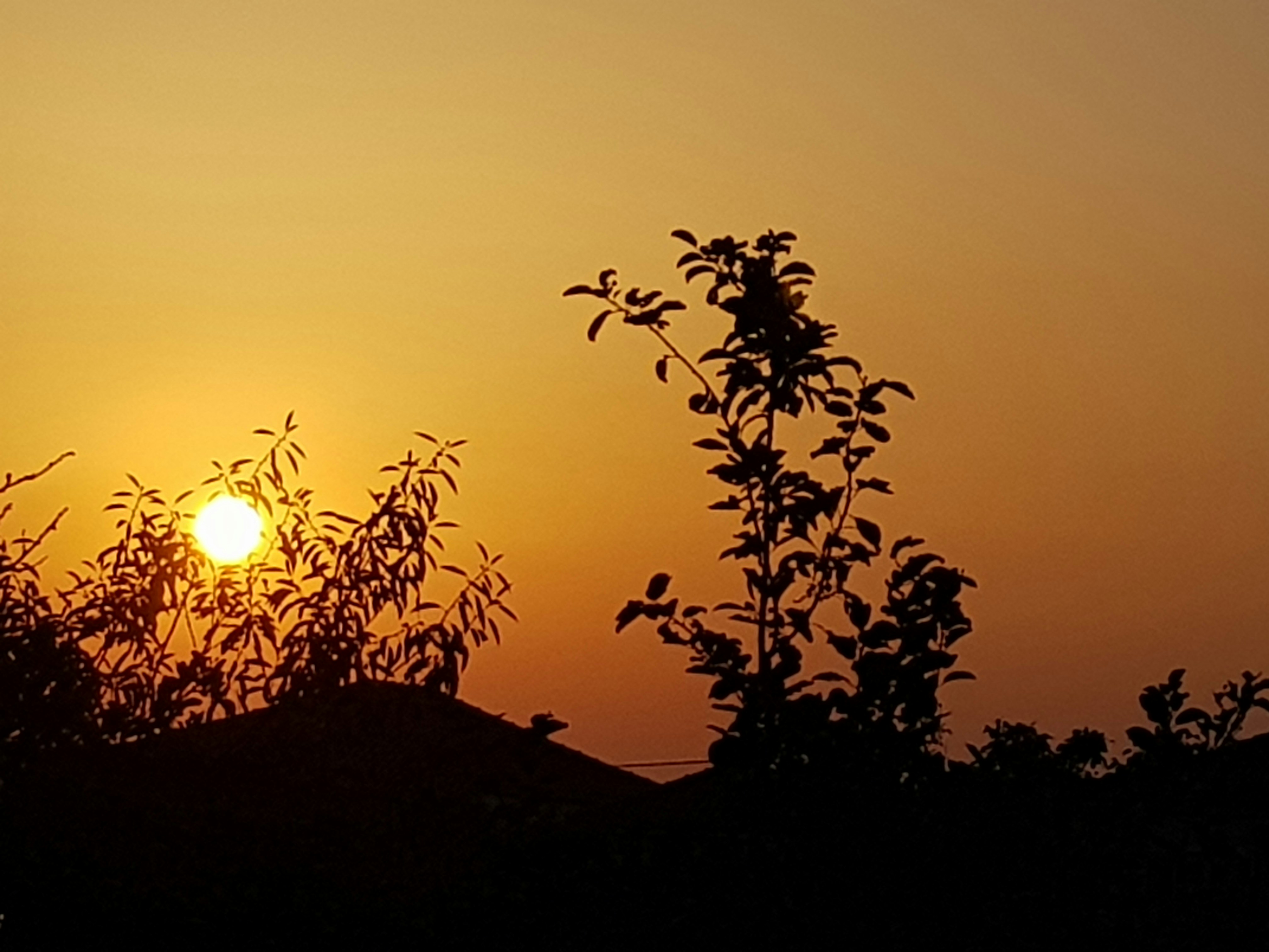 Sunlit silhouettes at dusk: a quiet horizon framed by leafy intent