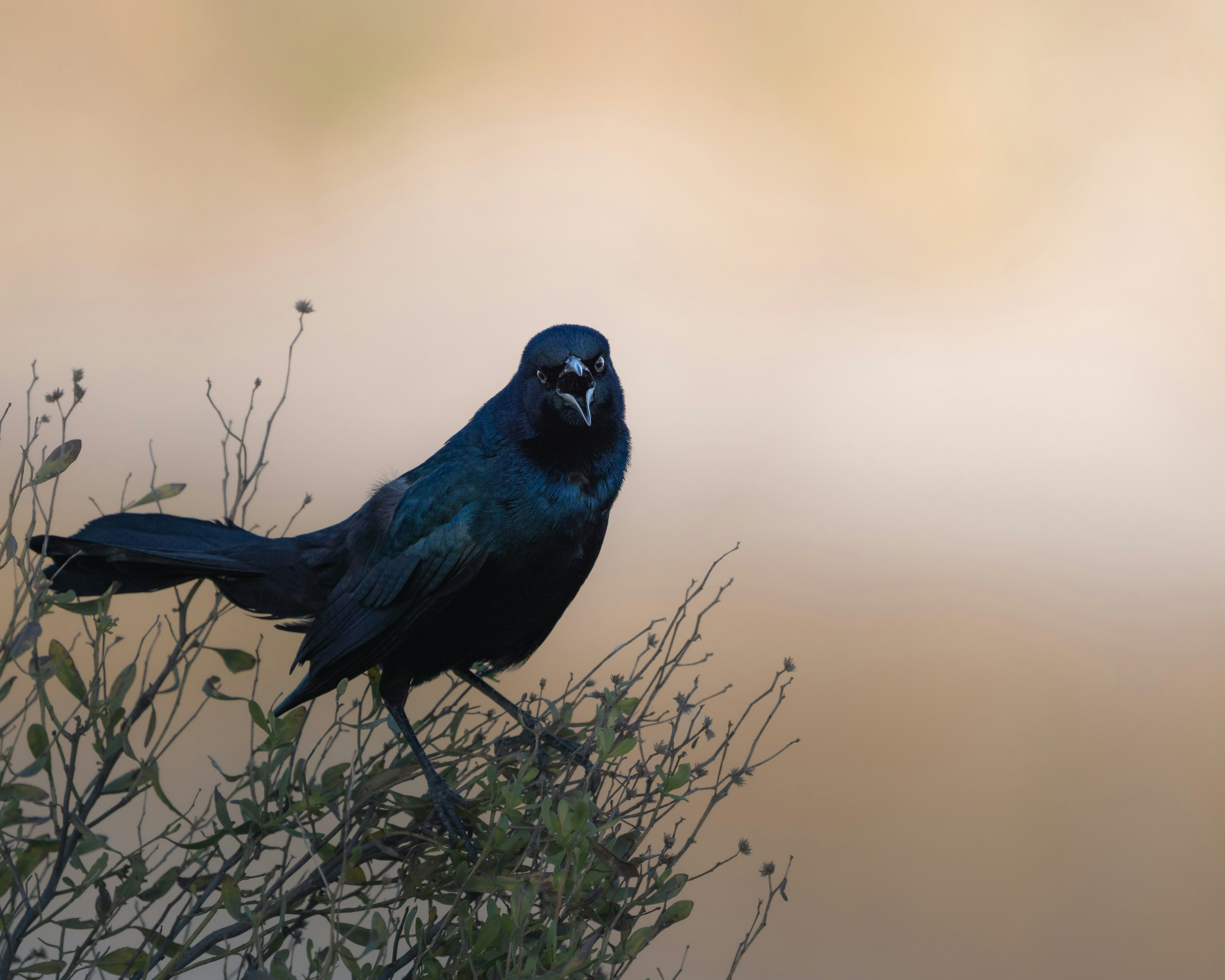A Flare of Silence: Dark Corvid Perched in Dusk