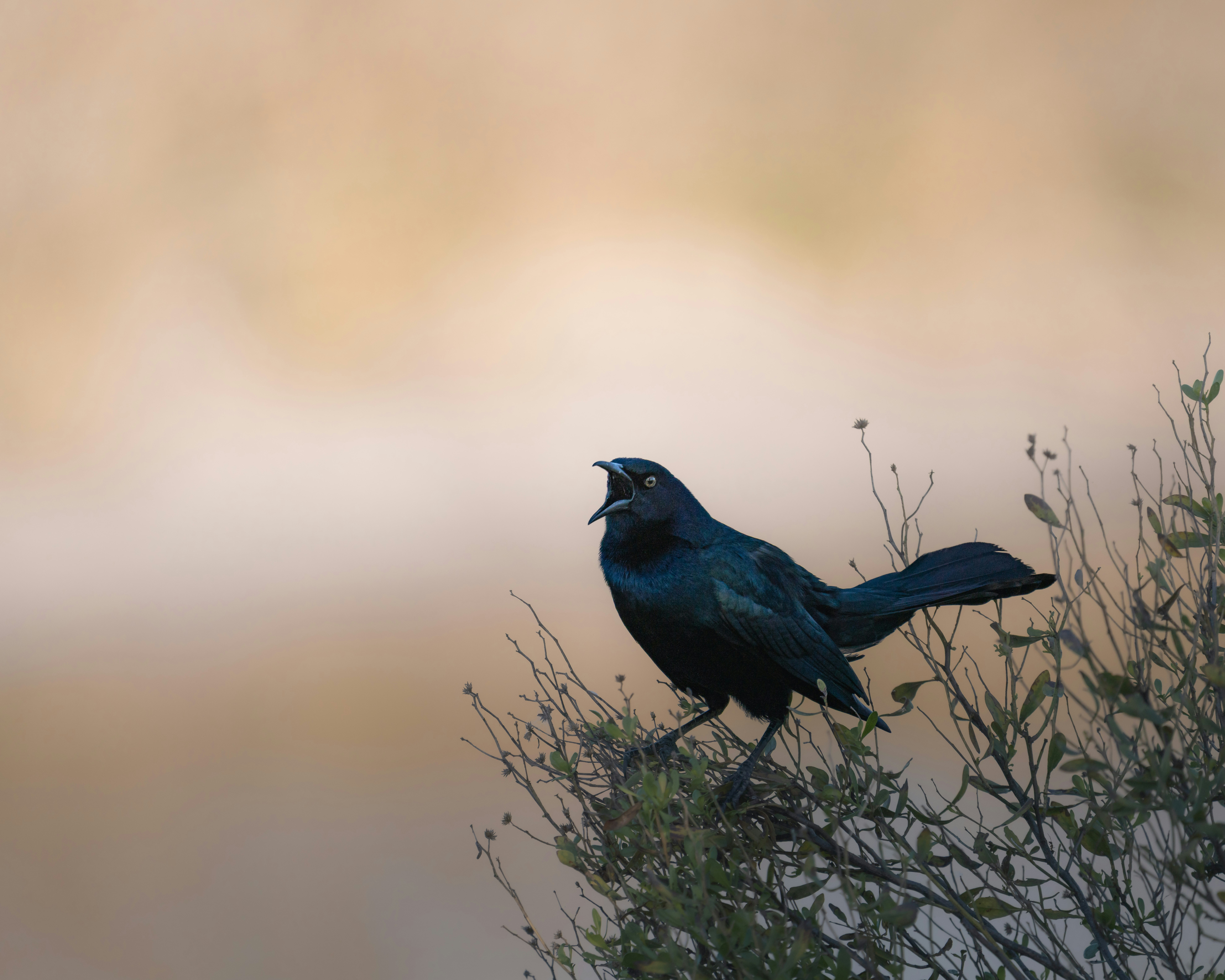 Mid-flight Shout: A Blackbird Perched on Twilight Shrub