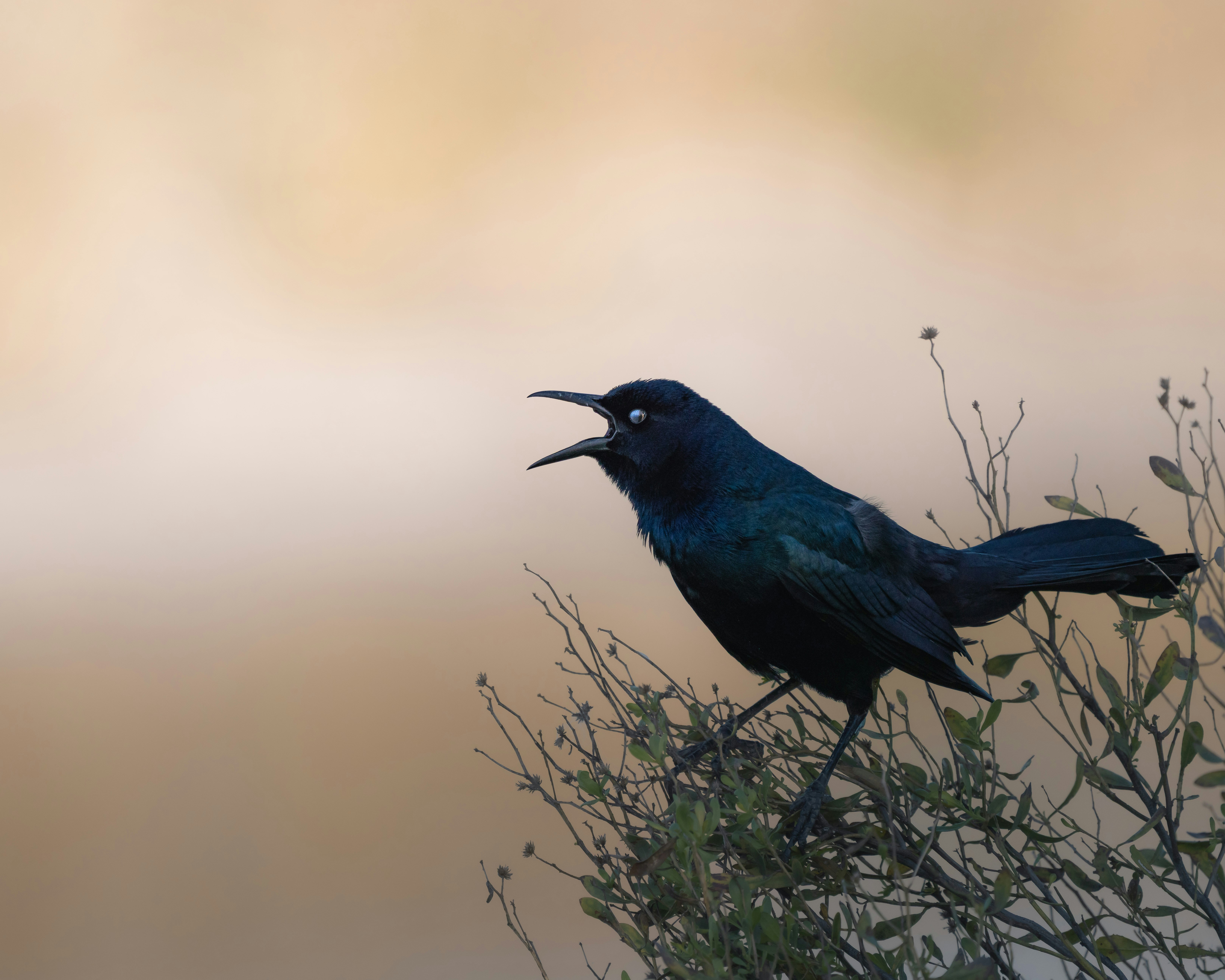 Close-up wildlife photographs of a black grackle perched on dry branches during golden hour.