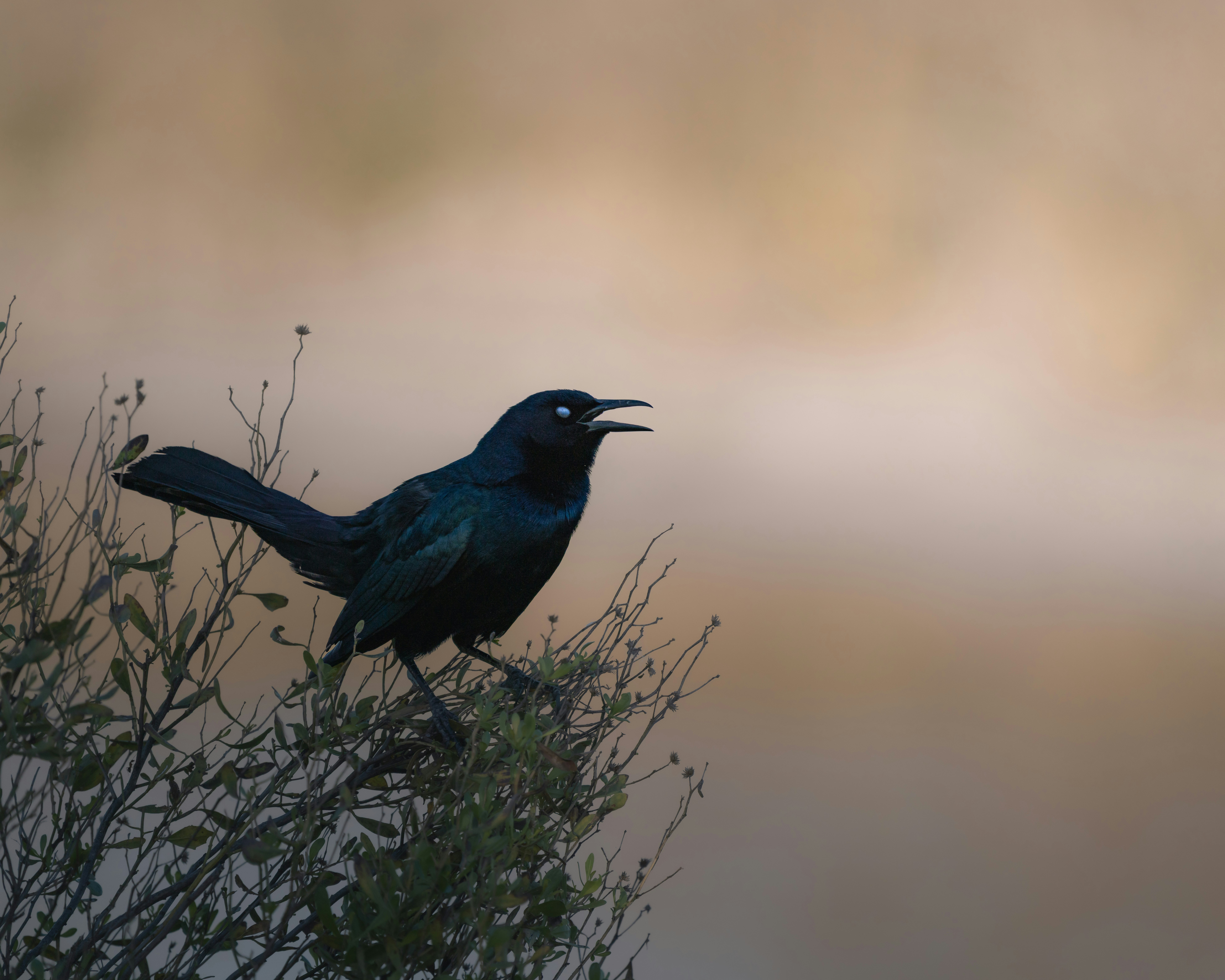 Midday Call from the Thicket: A Crow on a Quiet Reach