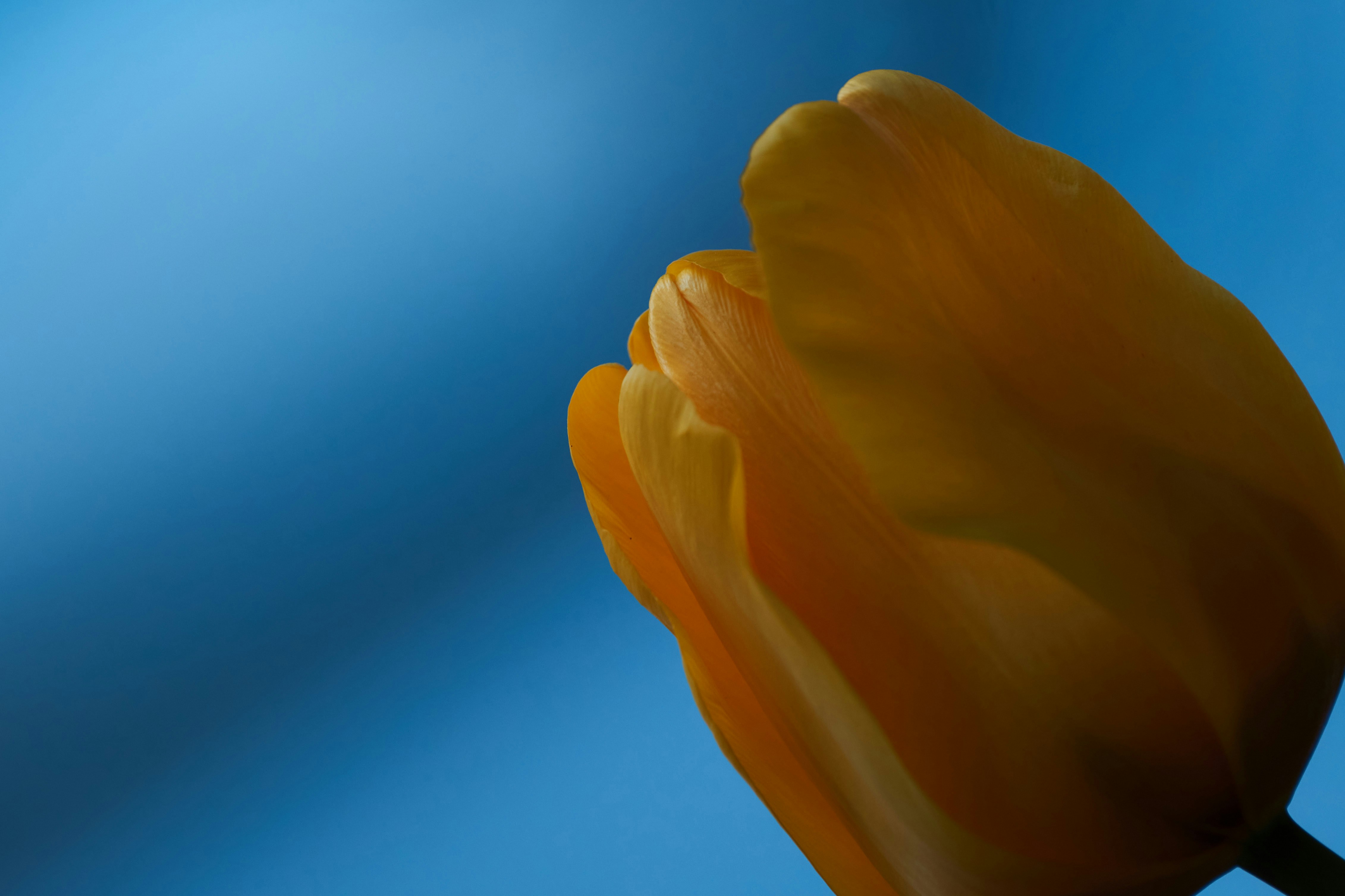 Golden Petal Emergence Against an Azure Backdrop