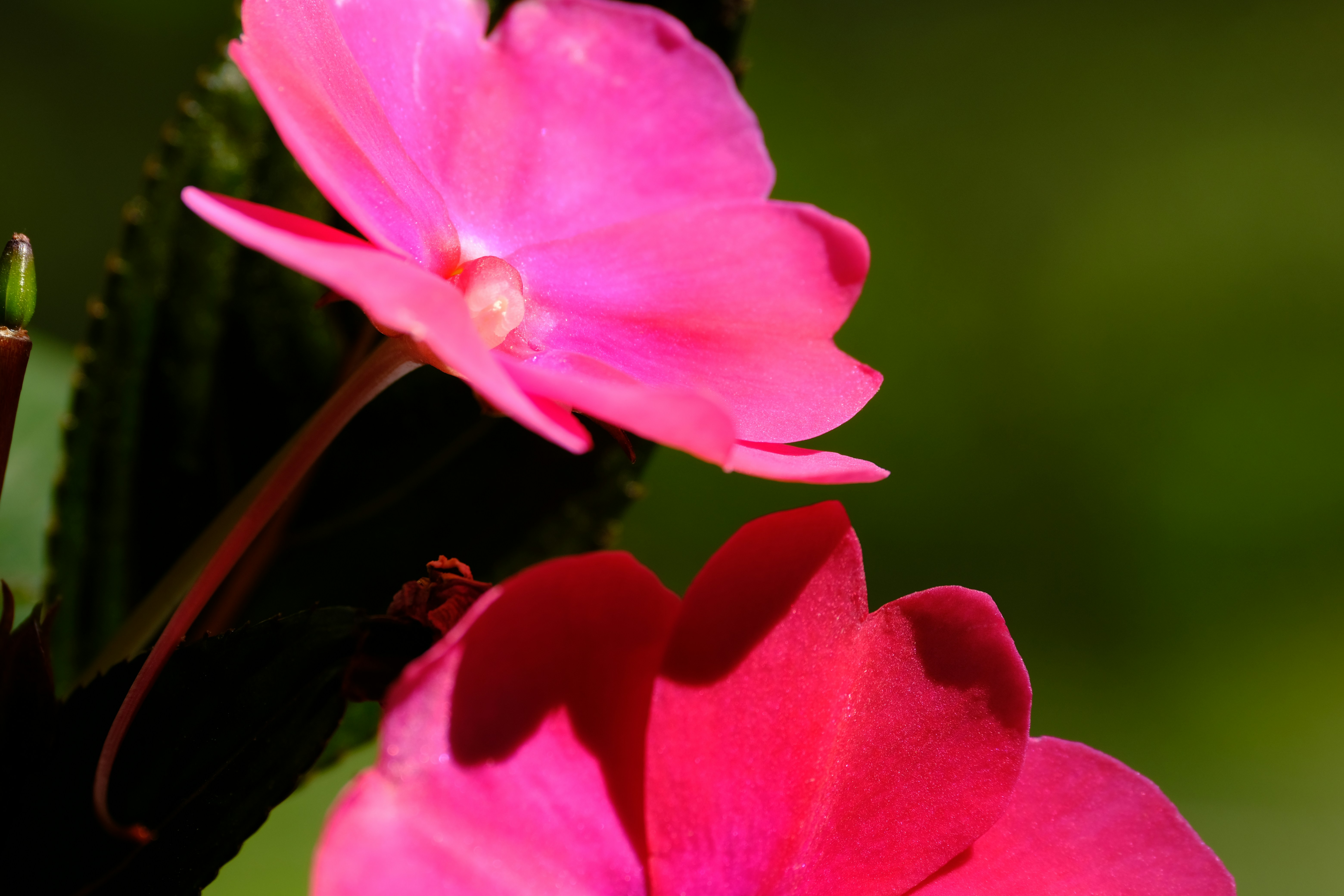 Pink Bloom in Sharp Focus: Close-Up of a Cactus Flower