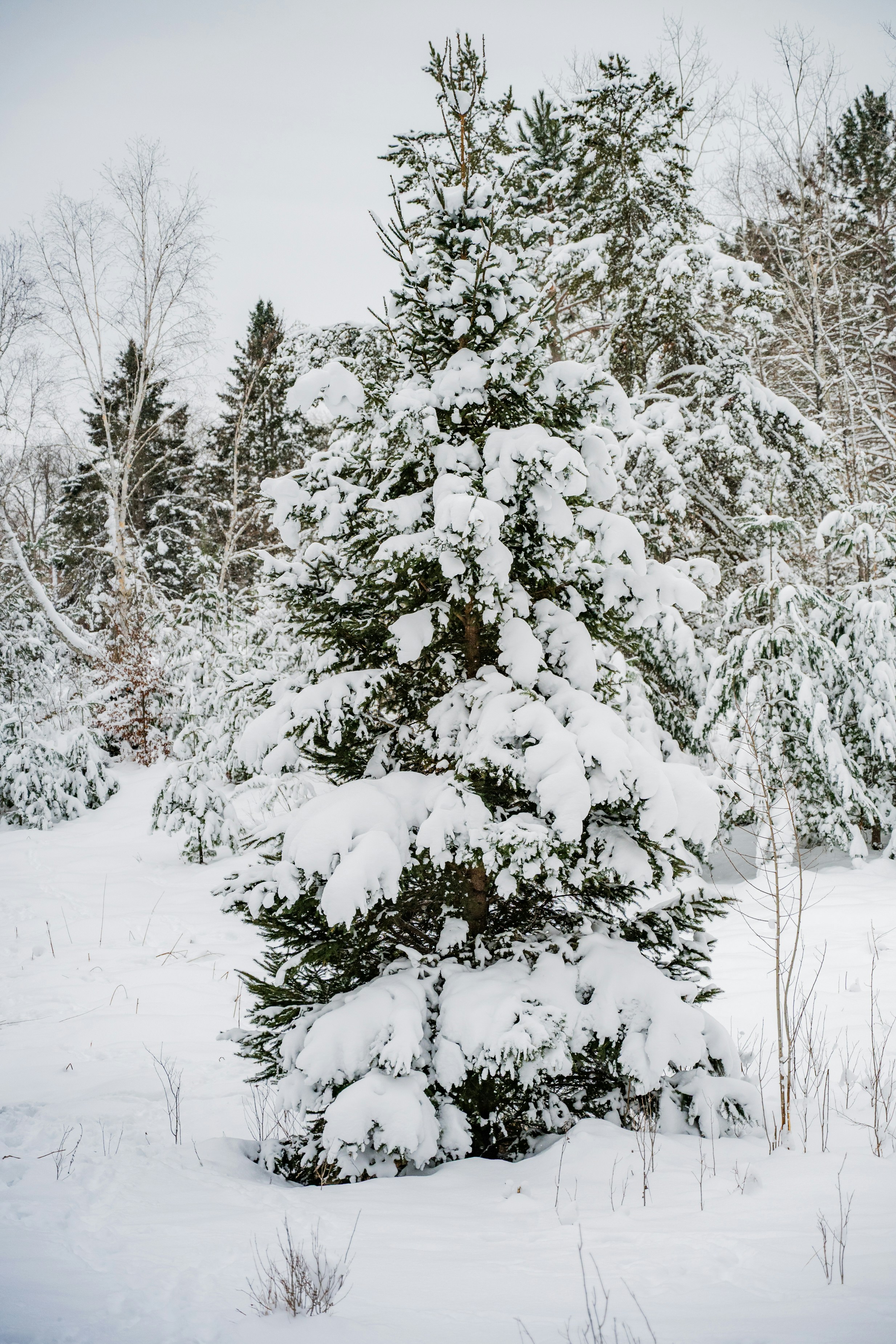 Snow-blanketed evergreen in a quiet winter clearing