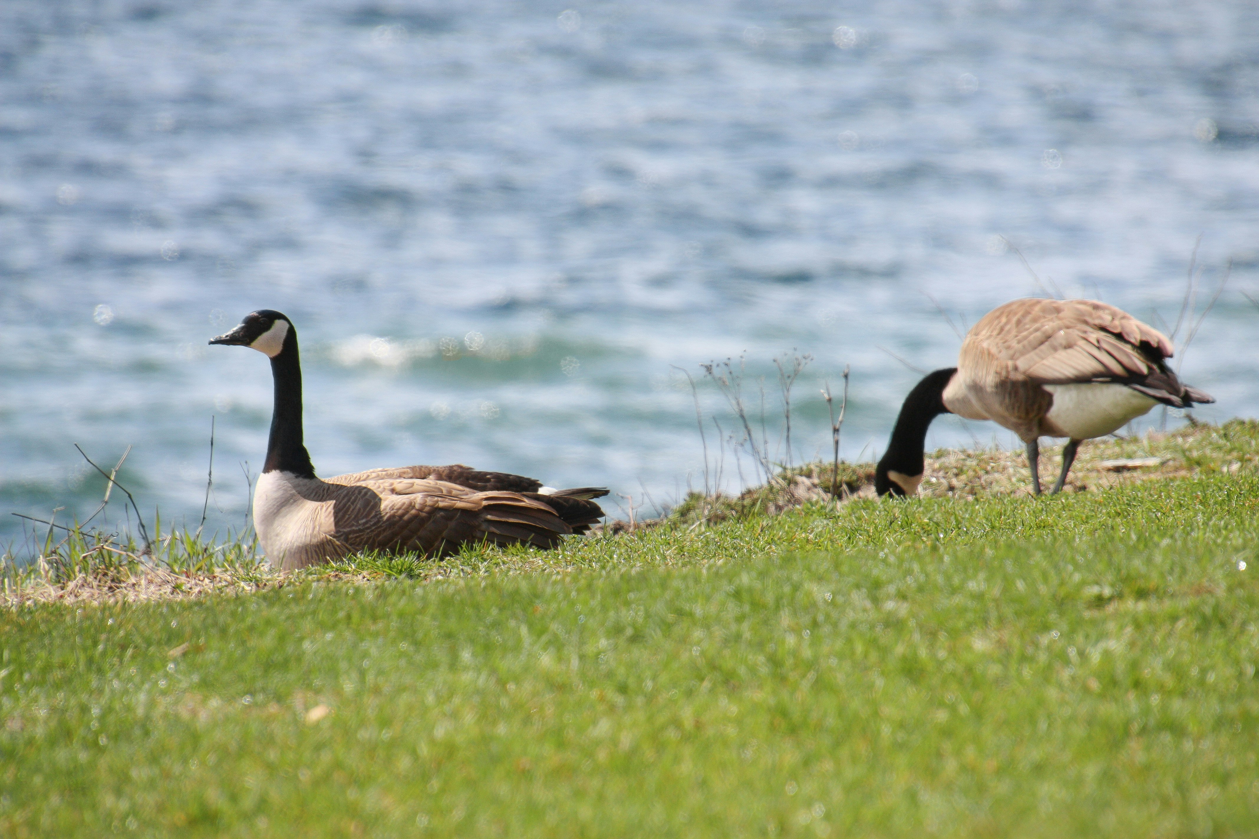 Grazing on the Water's Edge