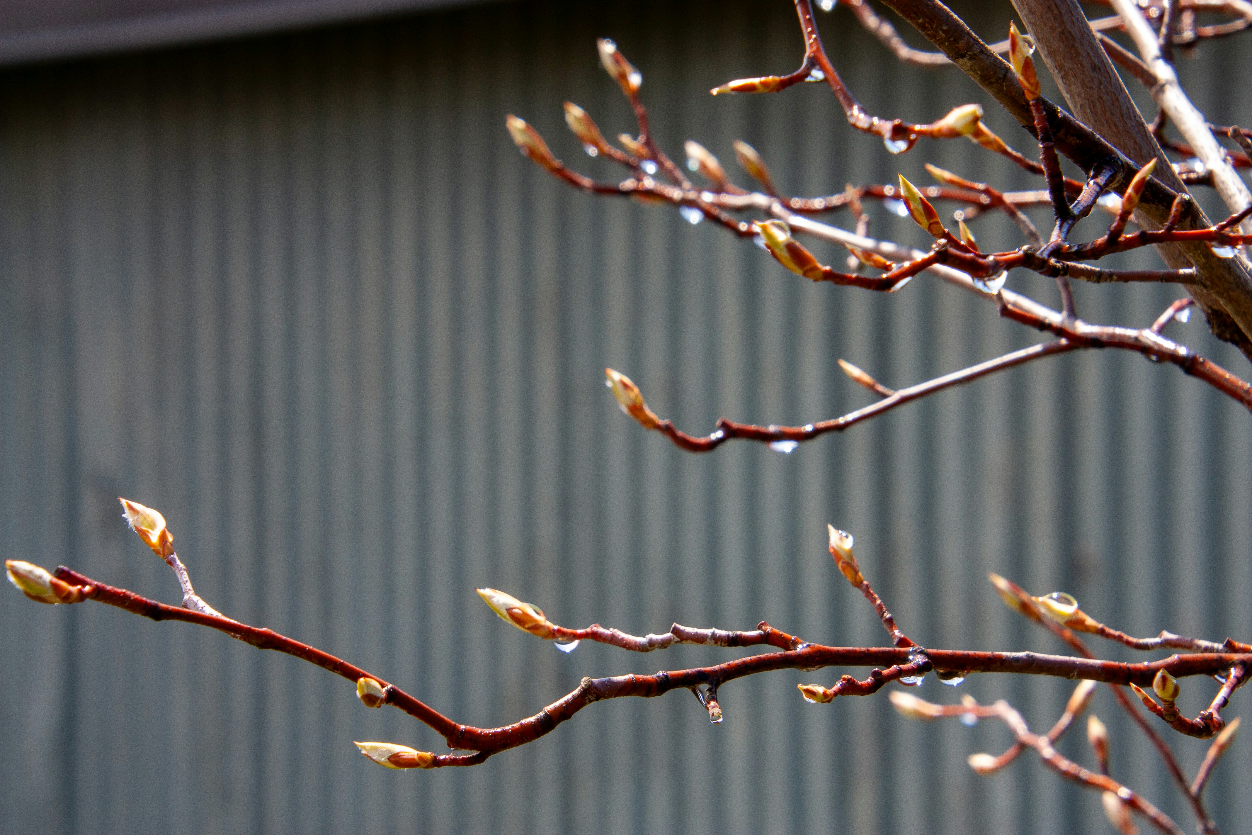 Budding Winter Branches Against a Quiet Industrial Backdrop