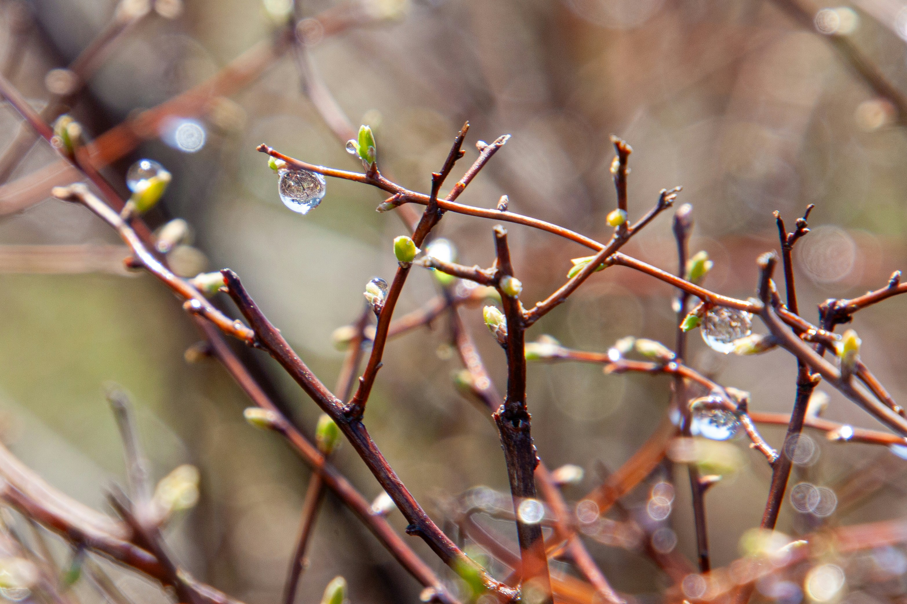 Dew-kissed Thicket: A Close-Up of Morning Light on Buds