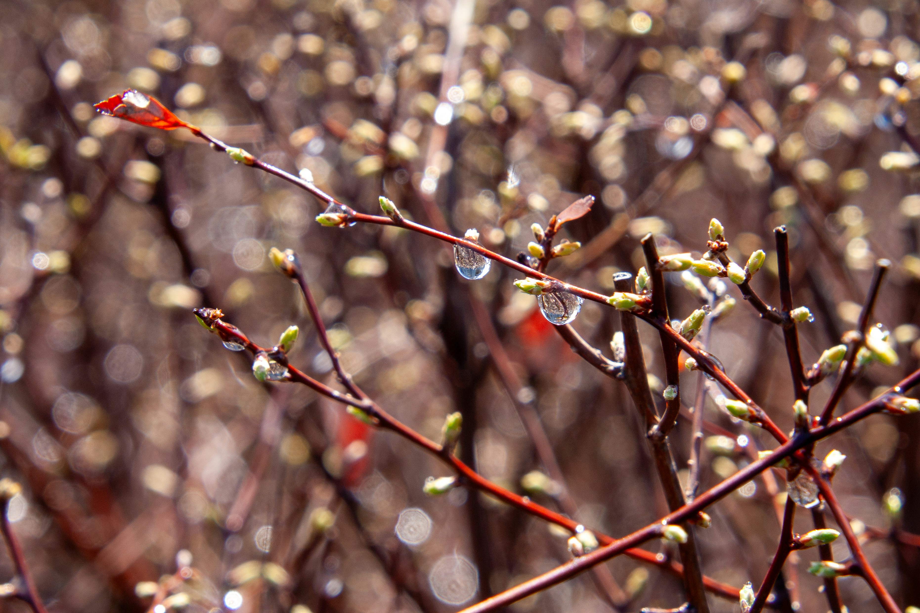 Dew-kissed Branches in Soft Spring Backlight