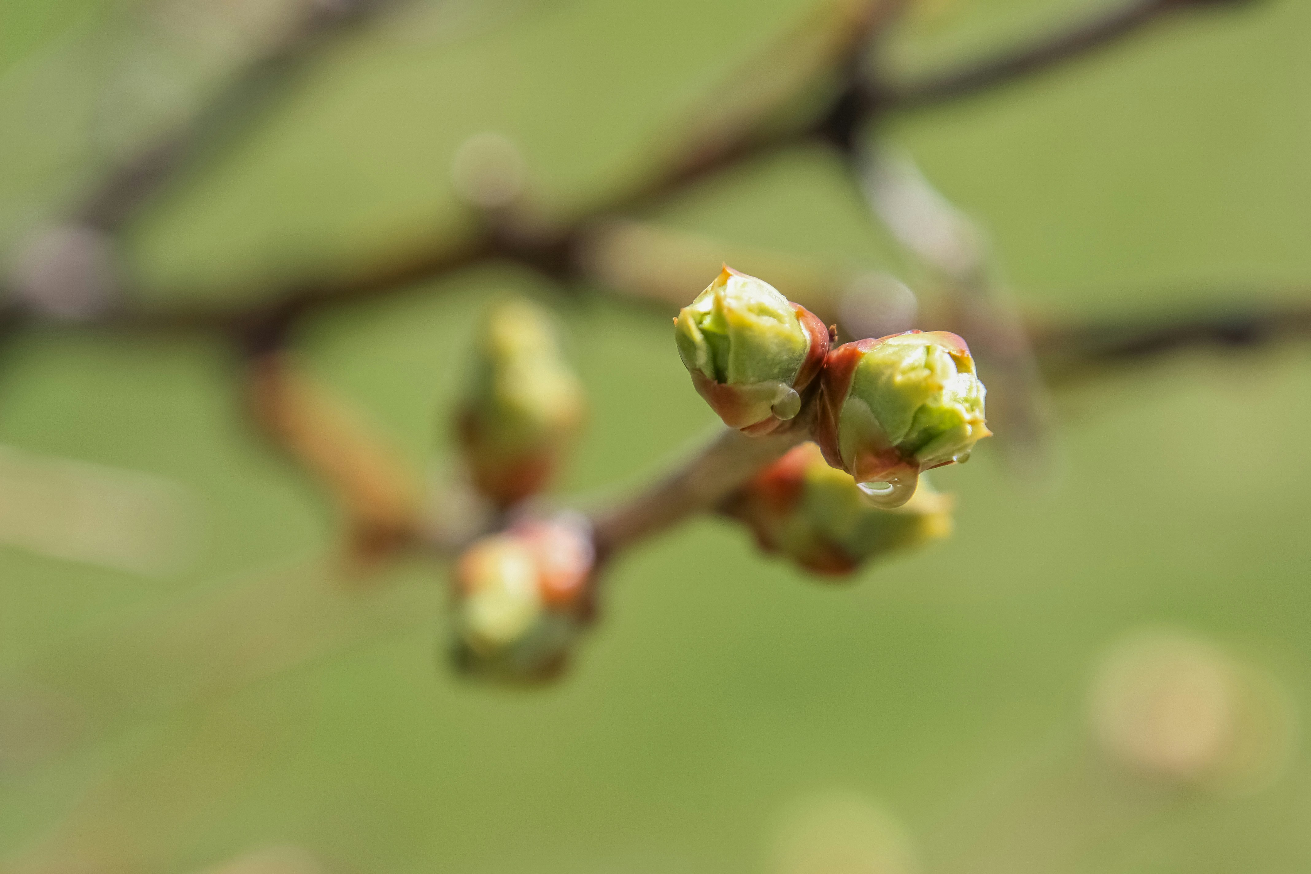 Bud Stage: Fresh Green Buds Emerging on a Softly Blurred Branch